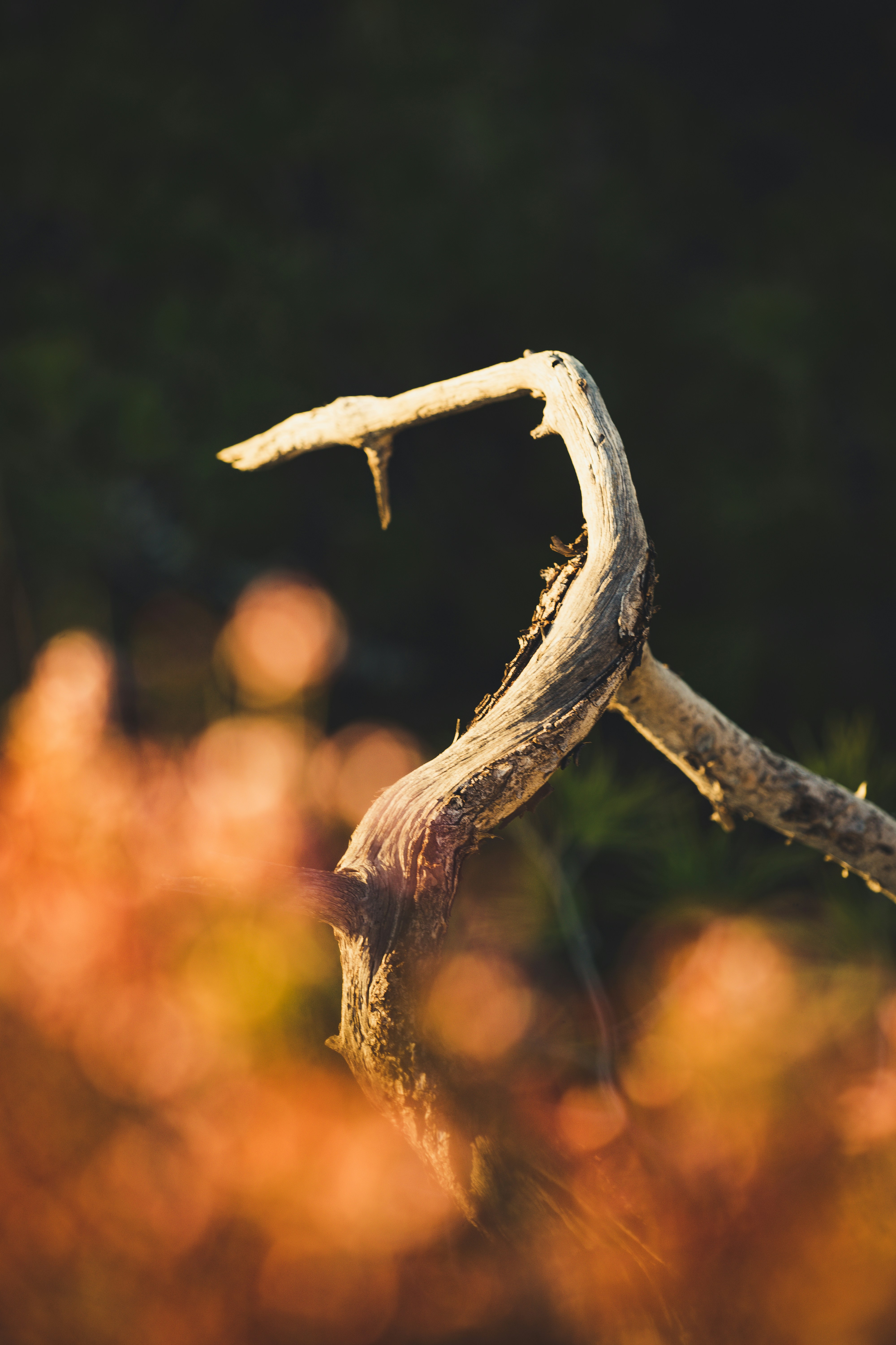 Wending Branch: A Sunlit Curve of Weathered Wood