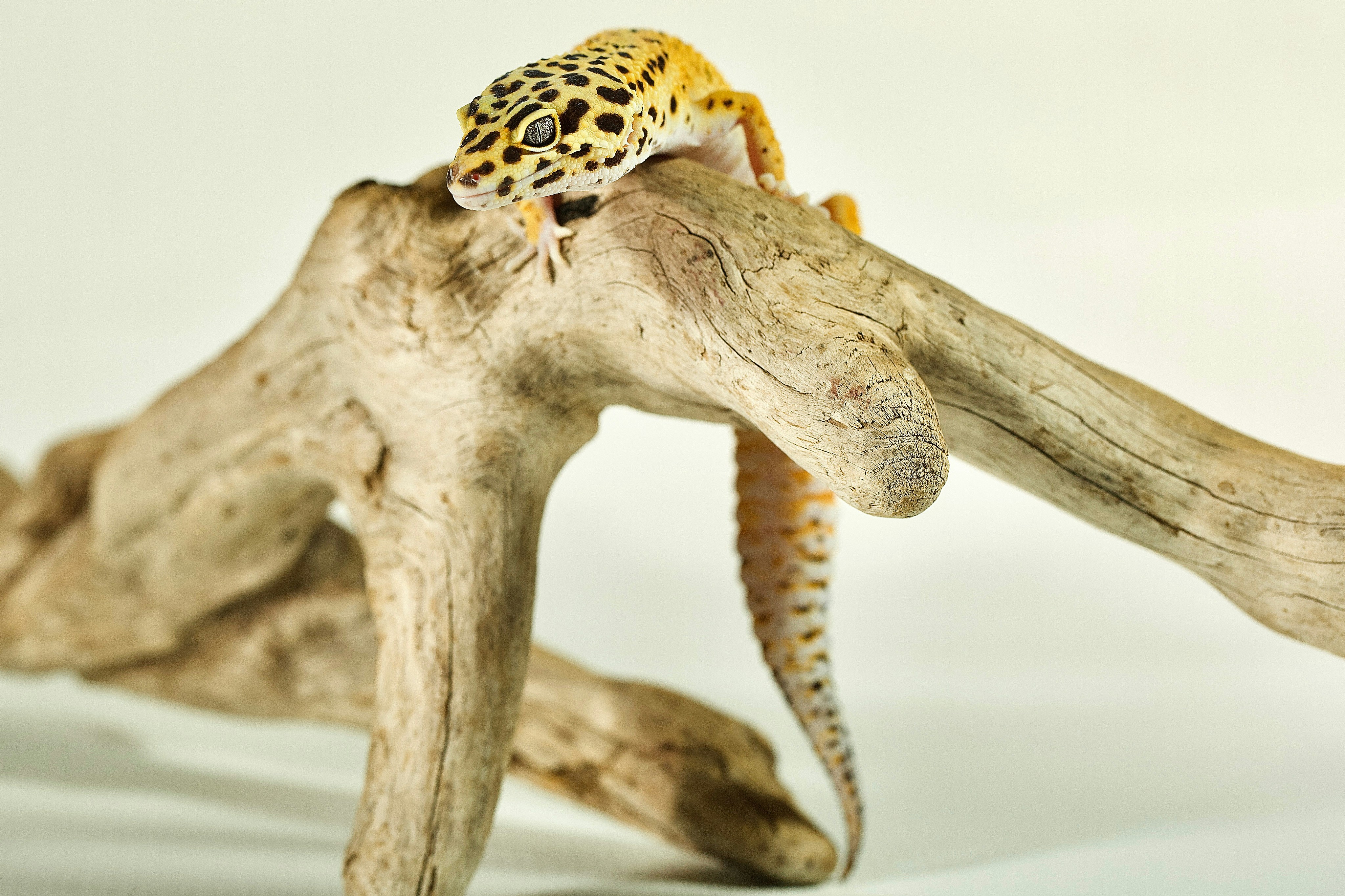 A leopard gecko resting on a piece of driftwood, showcasing its vibrant patterns against a neutral background.
