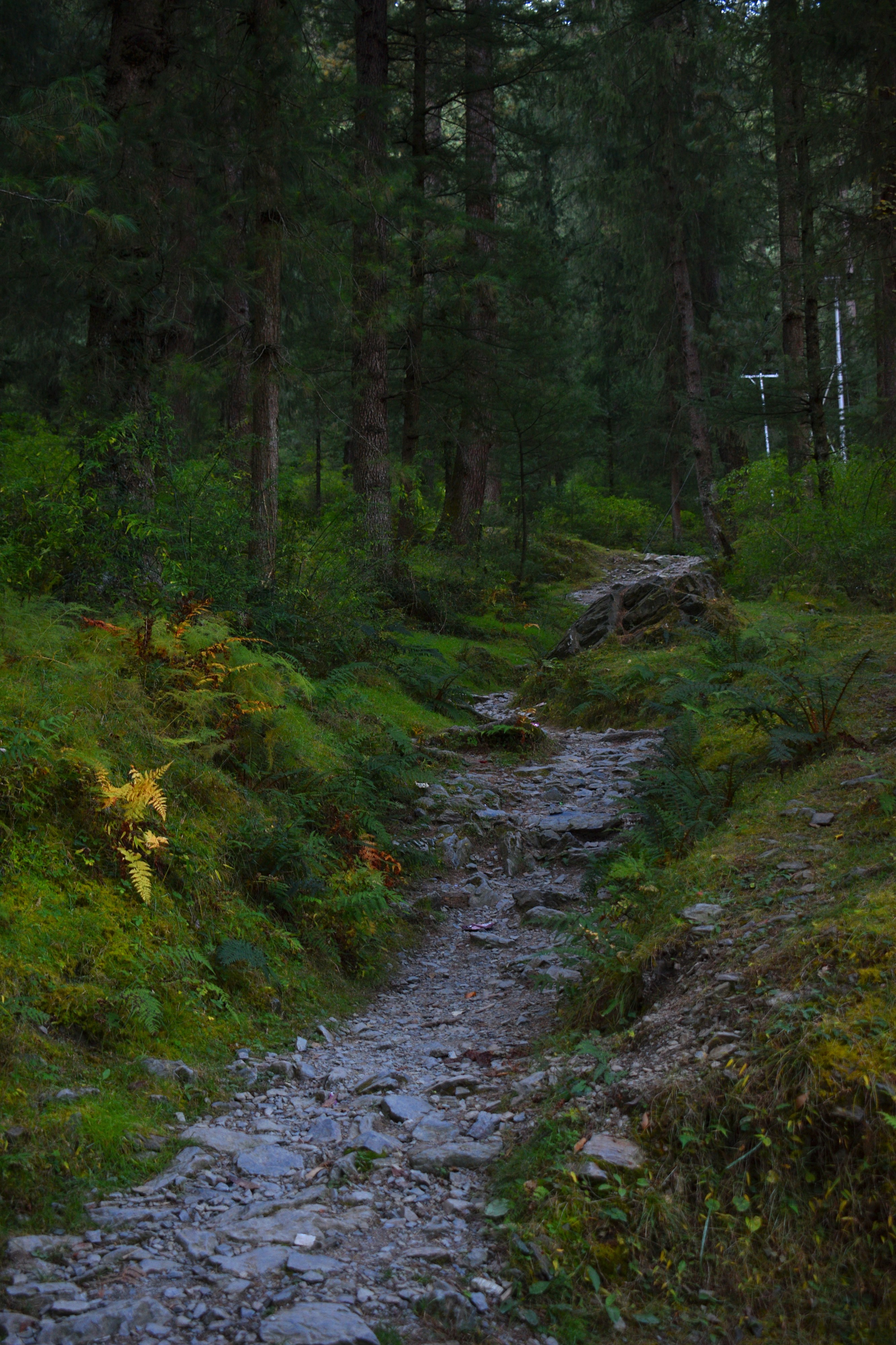 A path through a forest with lots of trees photo – Free Kufri Image on ...