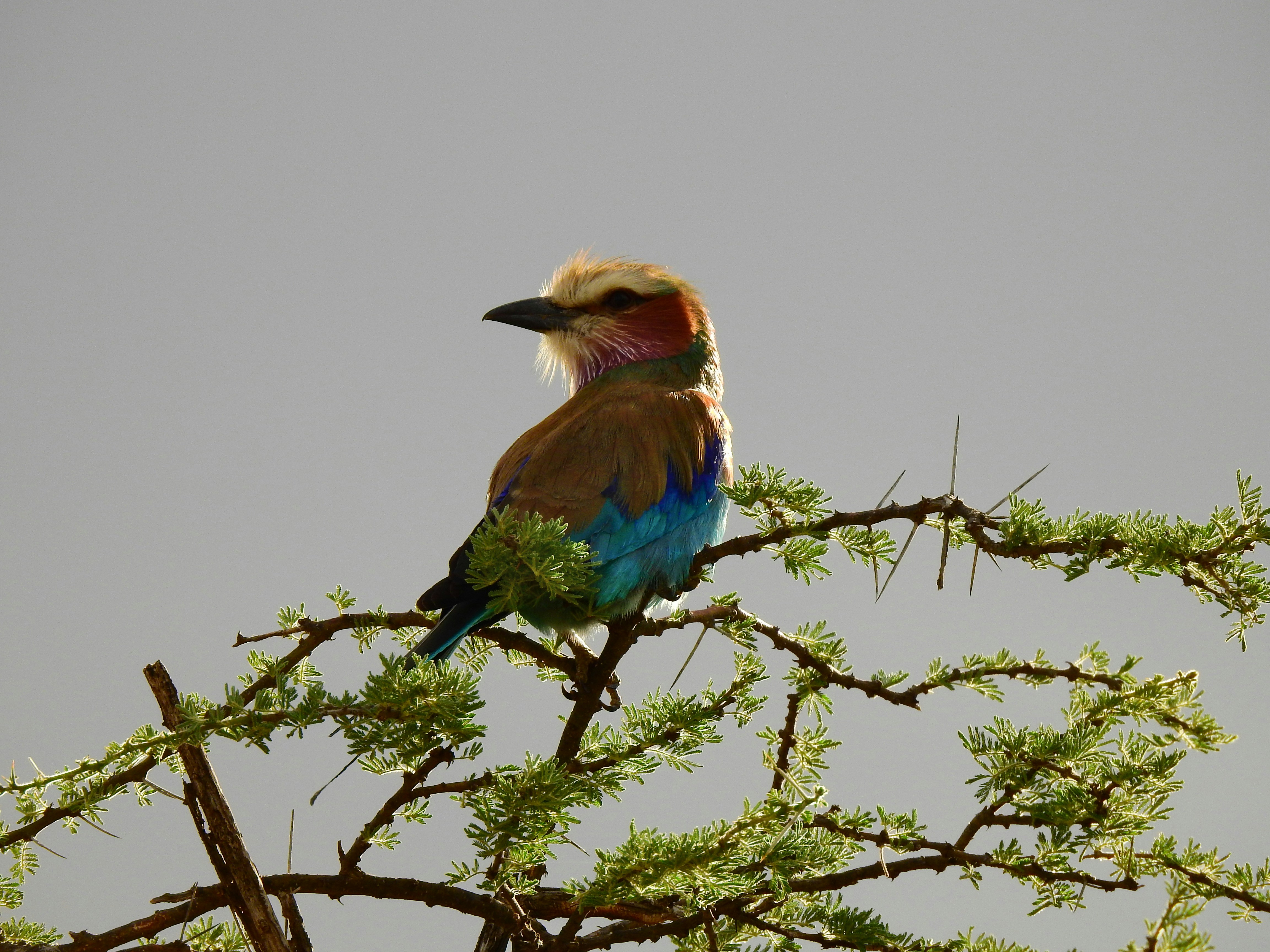 Sample photo from Nikon COOLPIX P900