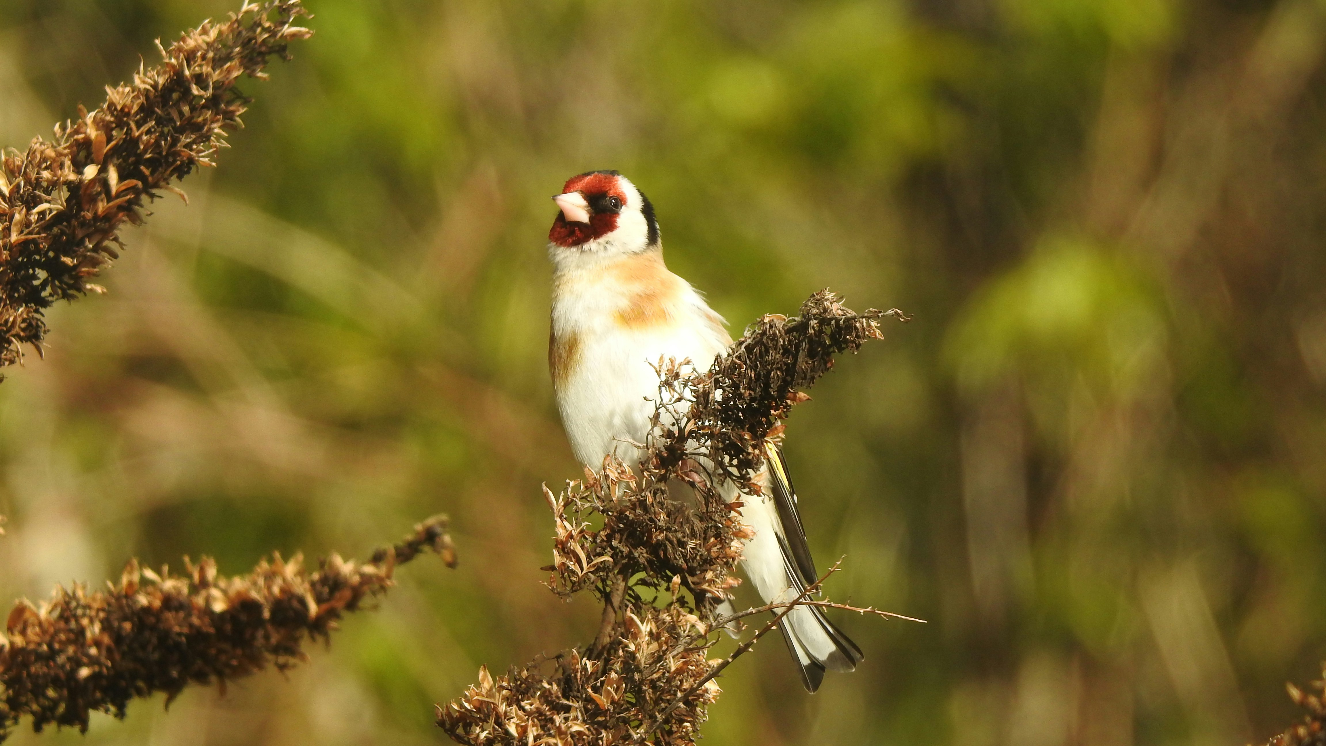 Crimson-faced Finch on a Weathered Branch in Warm Sun