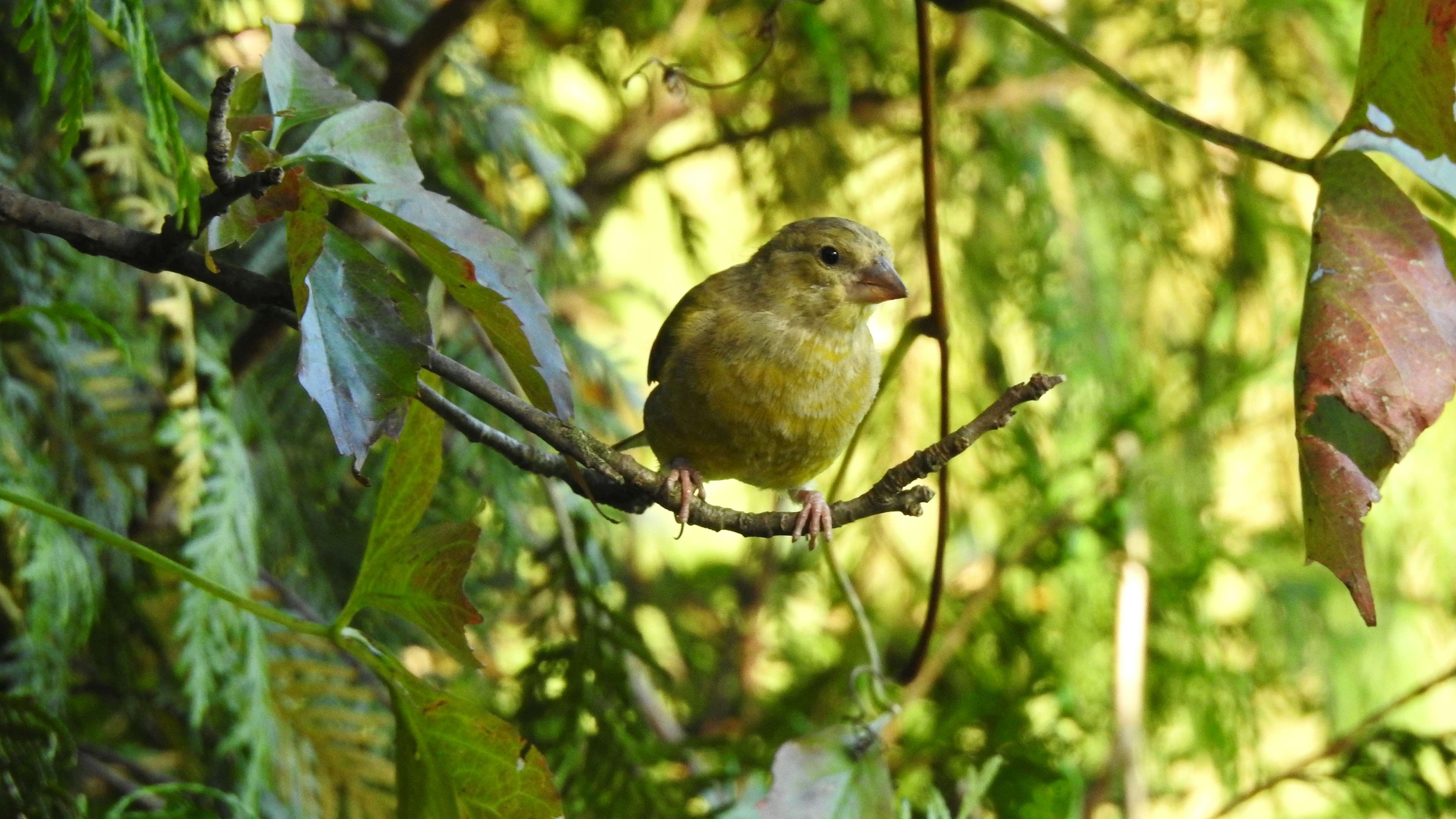 A small yellow-green bird perched on a thin branch amid a sunlit forest, with blurred foliage in the background. Natural, candid wildlife moment.