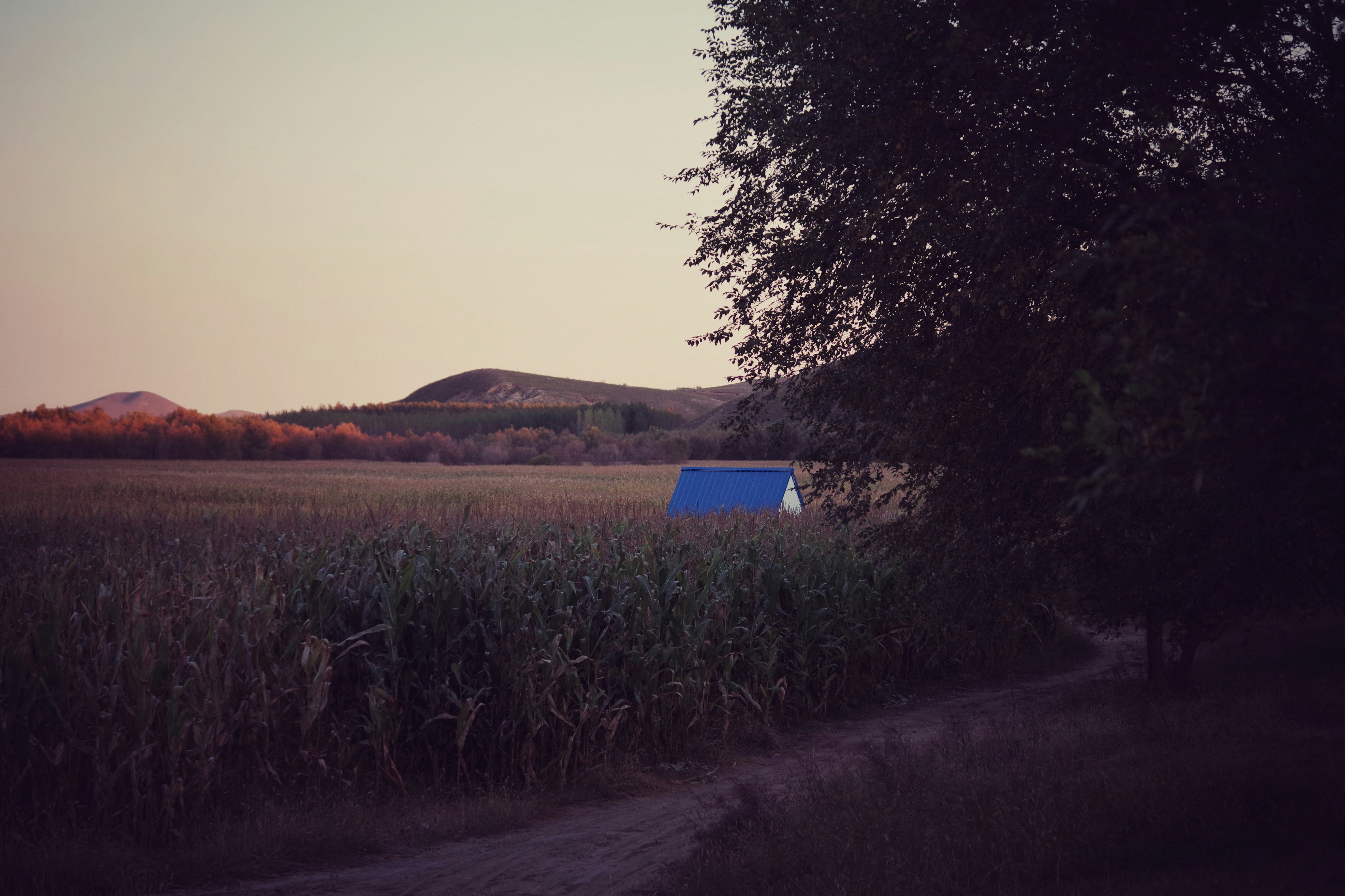 Blue-roofed shed at dusk anchors a quiet harvest landscape