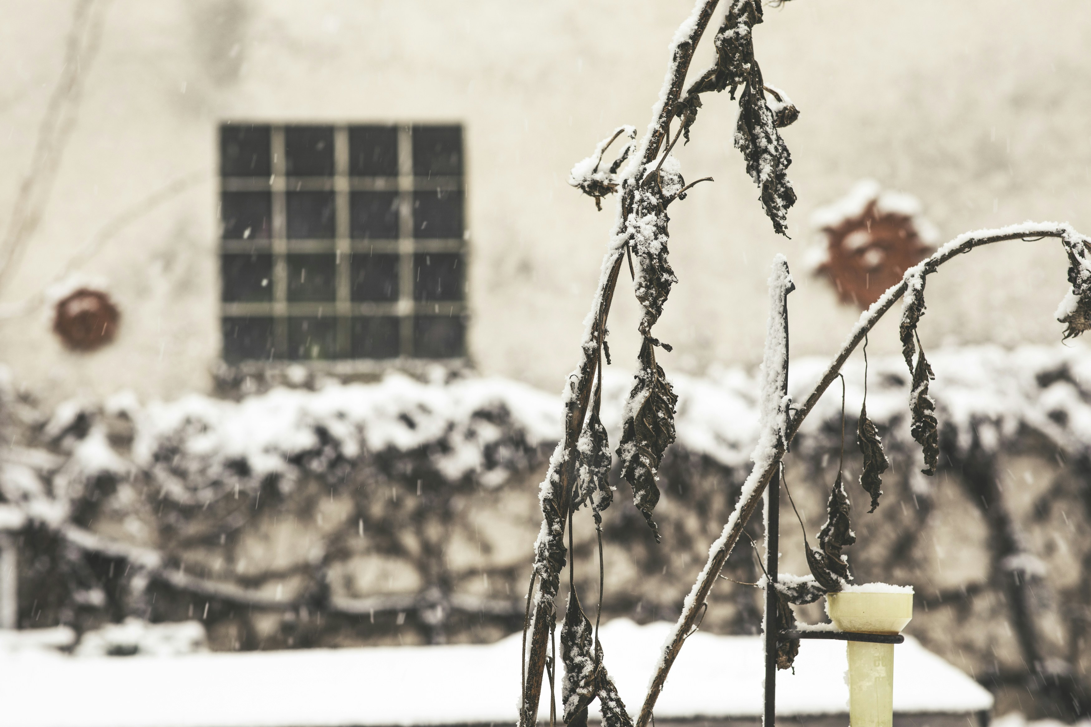 Snowbound Courtyard: A Yellow Post Framing a Gridded Window Through Frosted Vines