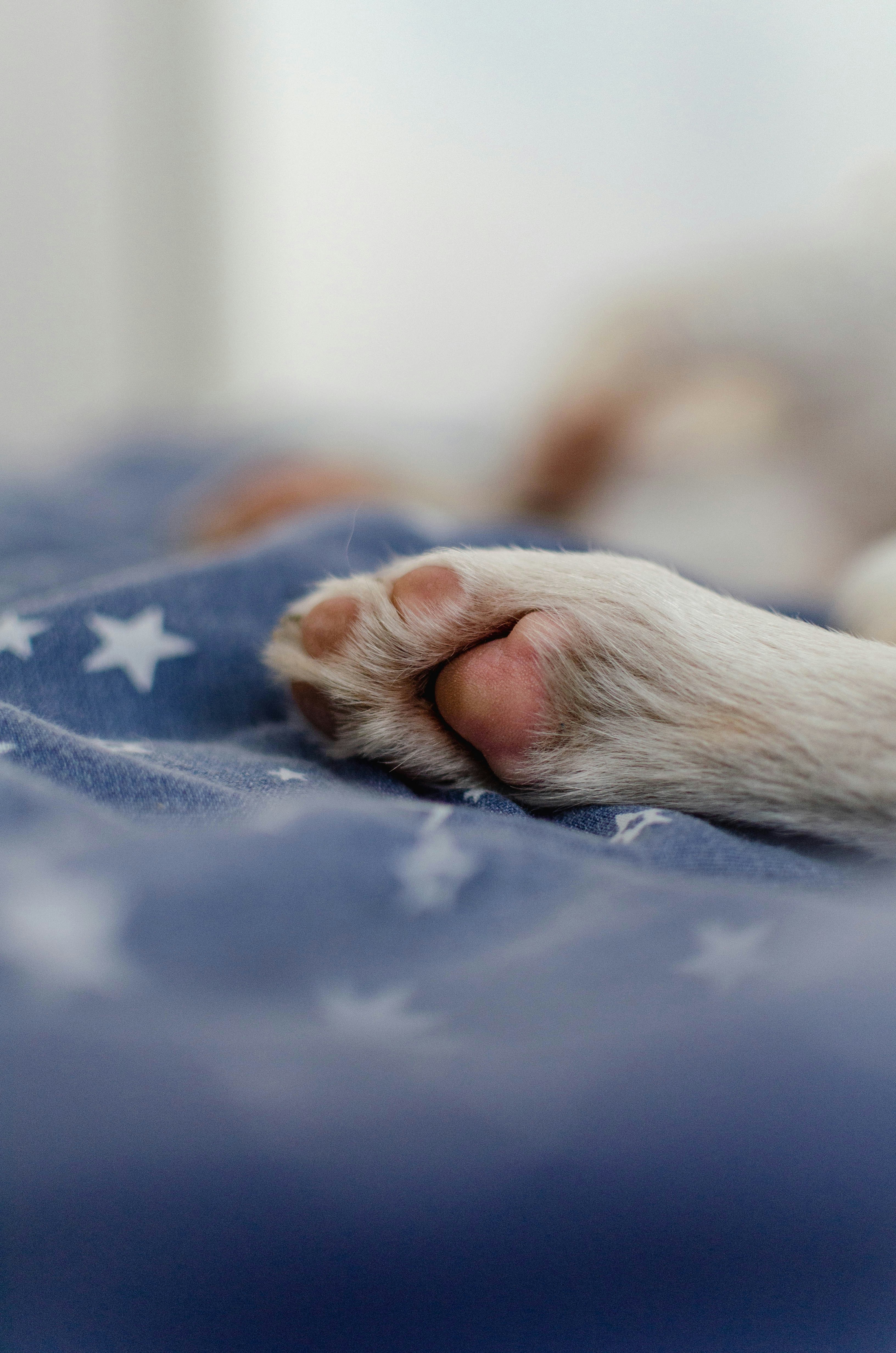 Soft Pink Paw on Starry Night Bedding
