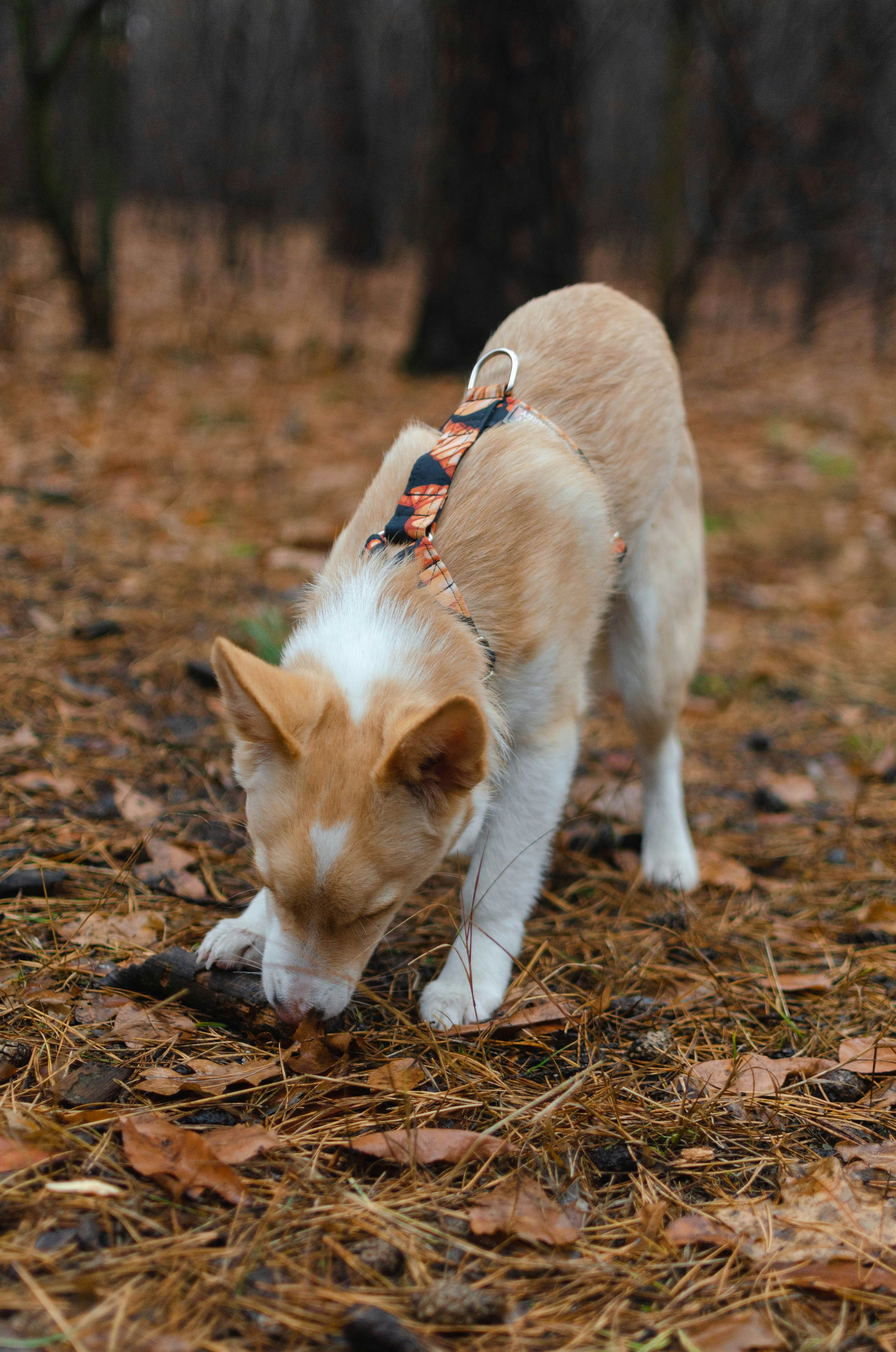 Leaf-Litter Sniff: A Corgi's Autumn Inquiry