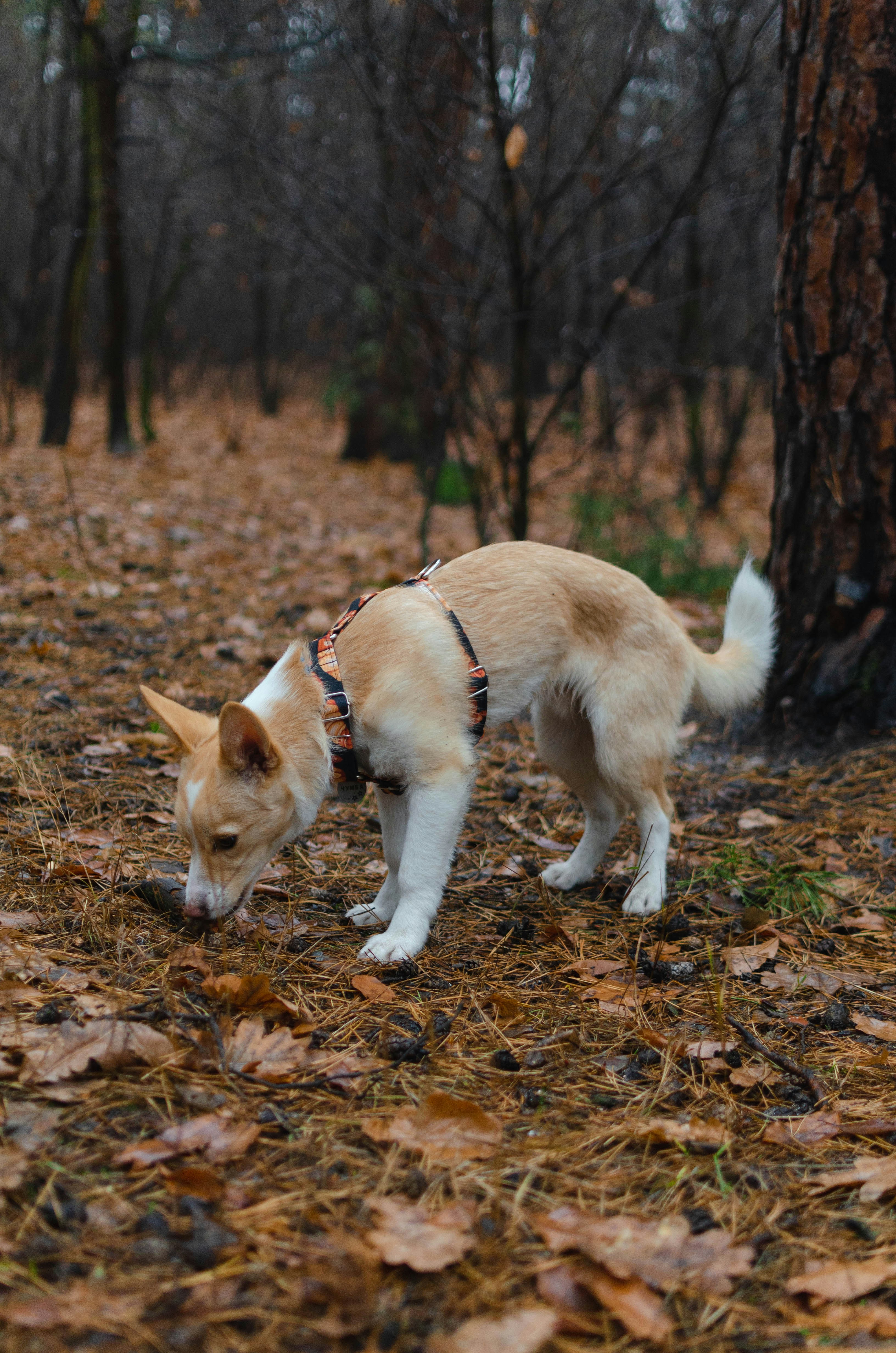 a brown dog walking across a grass covered field