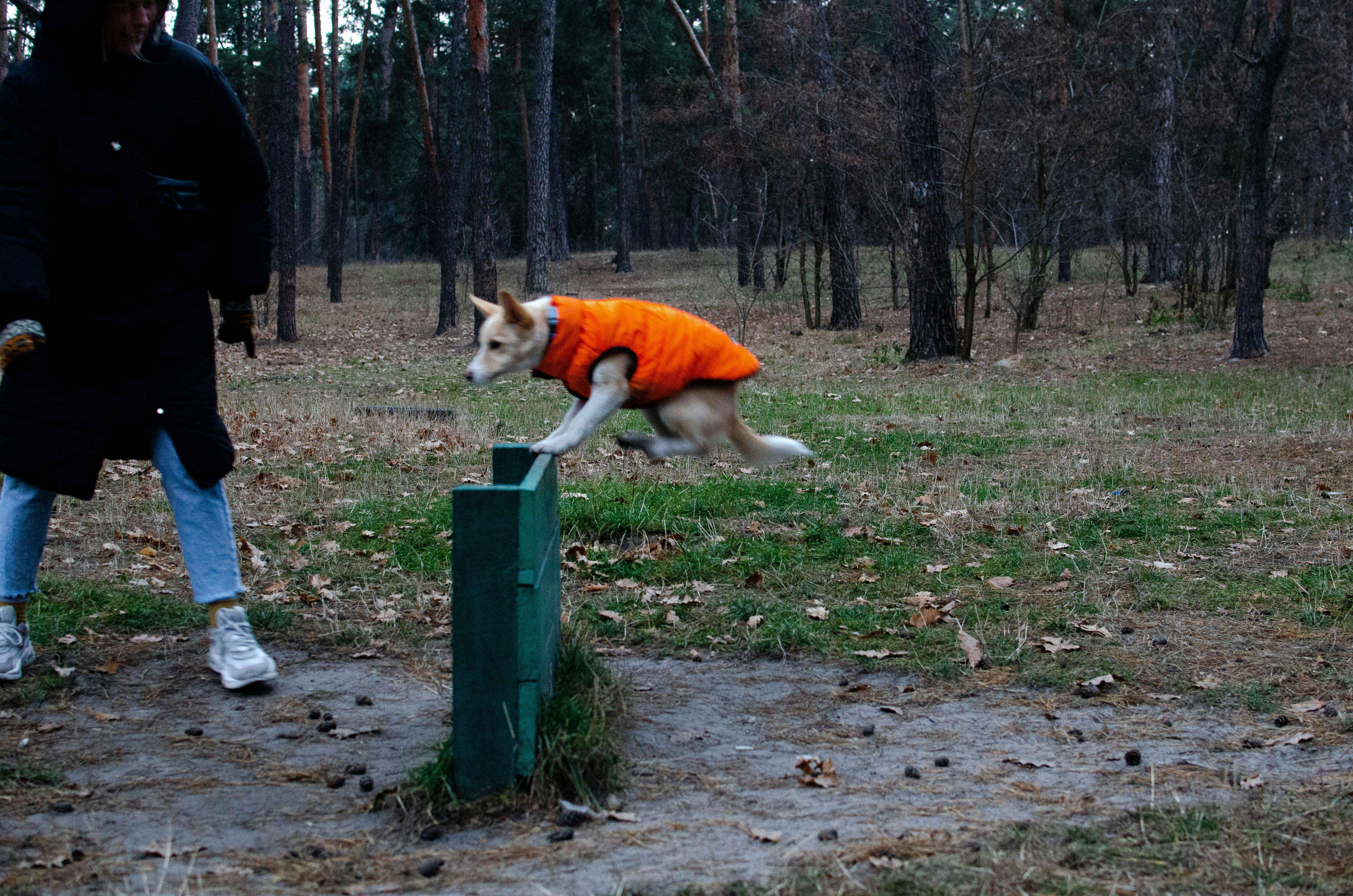 A dog in an orange jacket gracefully leaps over a green obstacle in a forest setting, showcasing agility and playfulness.