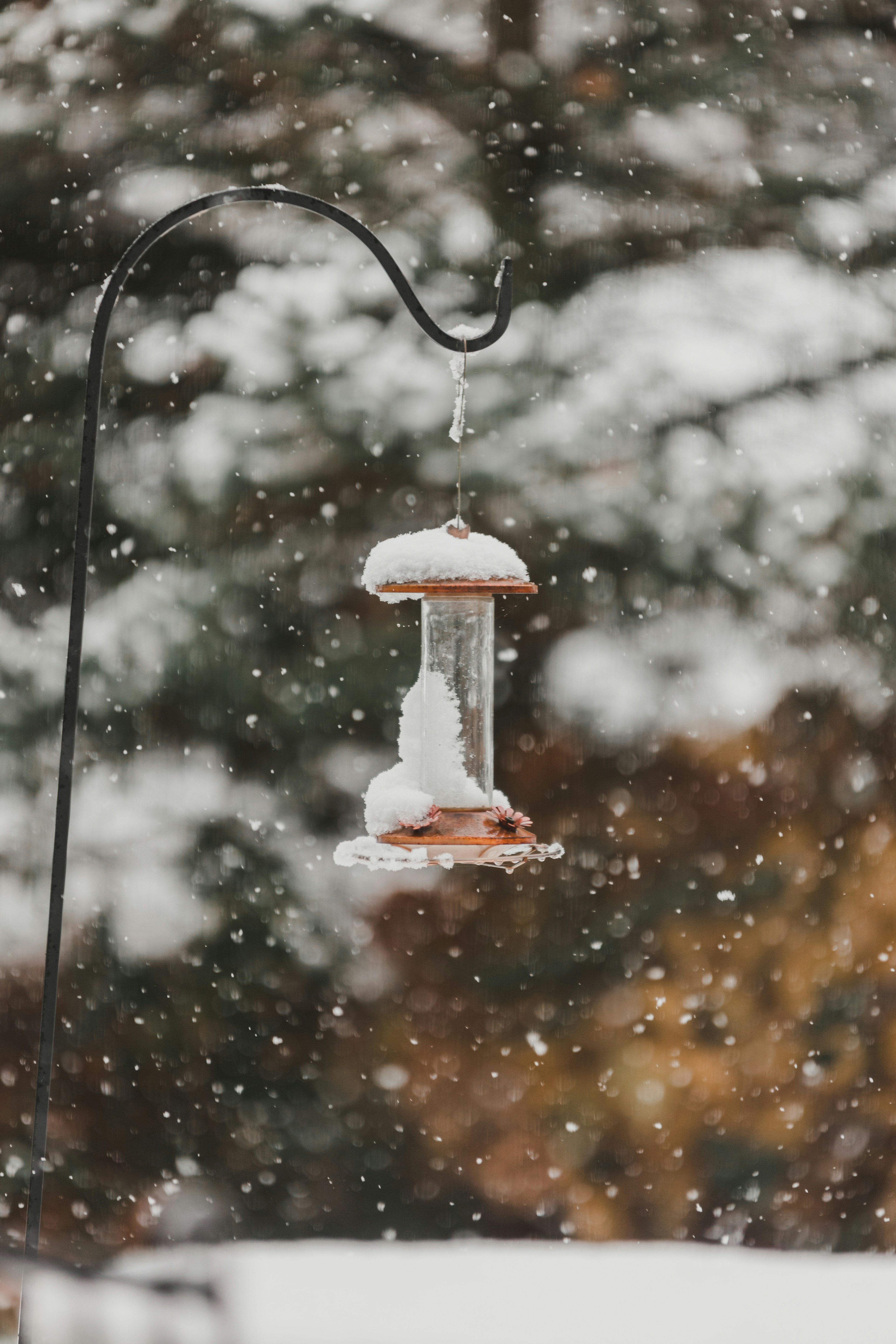 Winter's Whisper: A Snow-Dusted Feeder