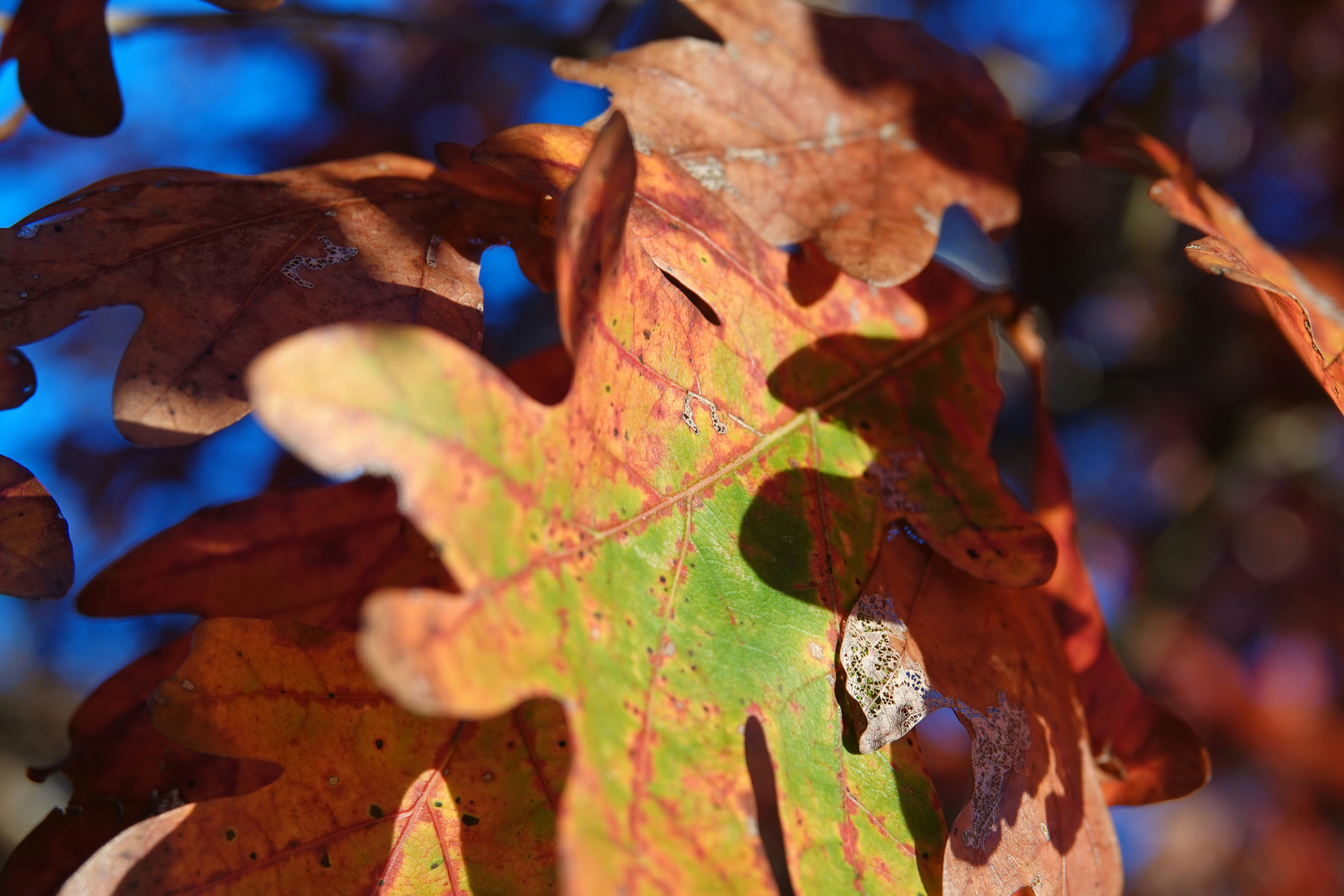 Emerald Core in Autumn Lace: A Leaf's Blue Spotlight