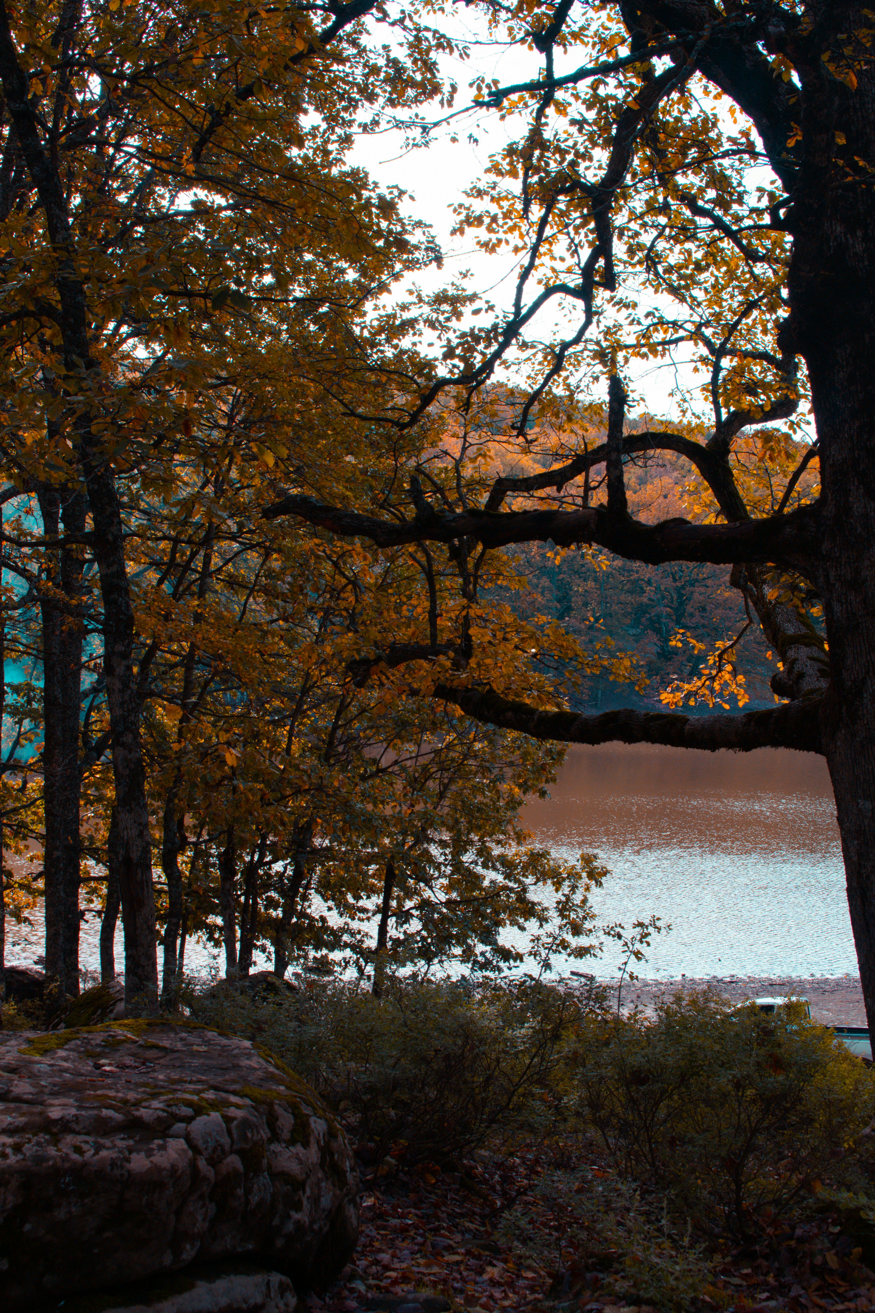Autumn Shoreline Through a Gnarled Branch