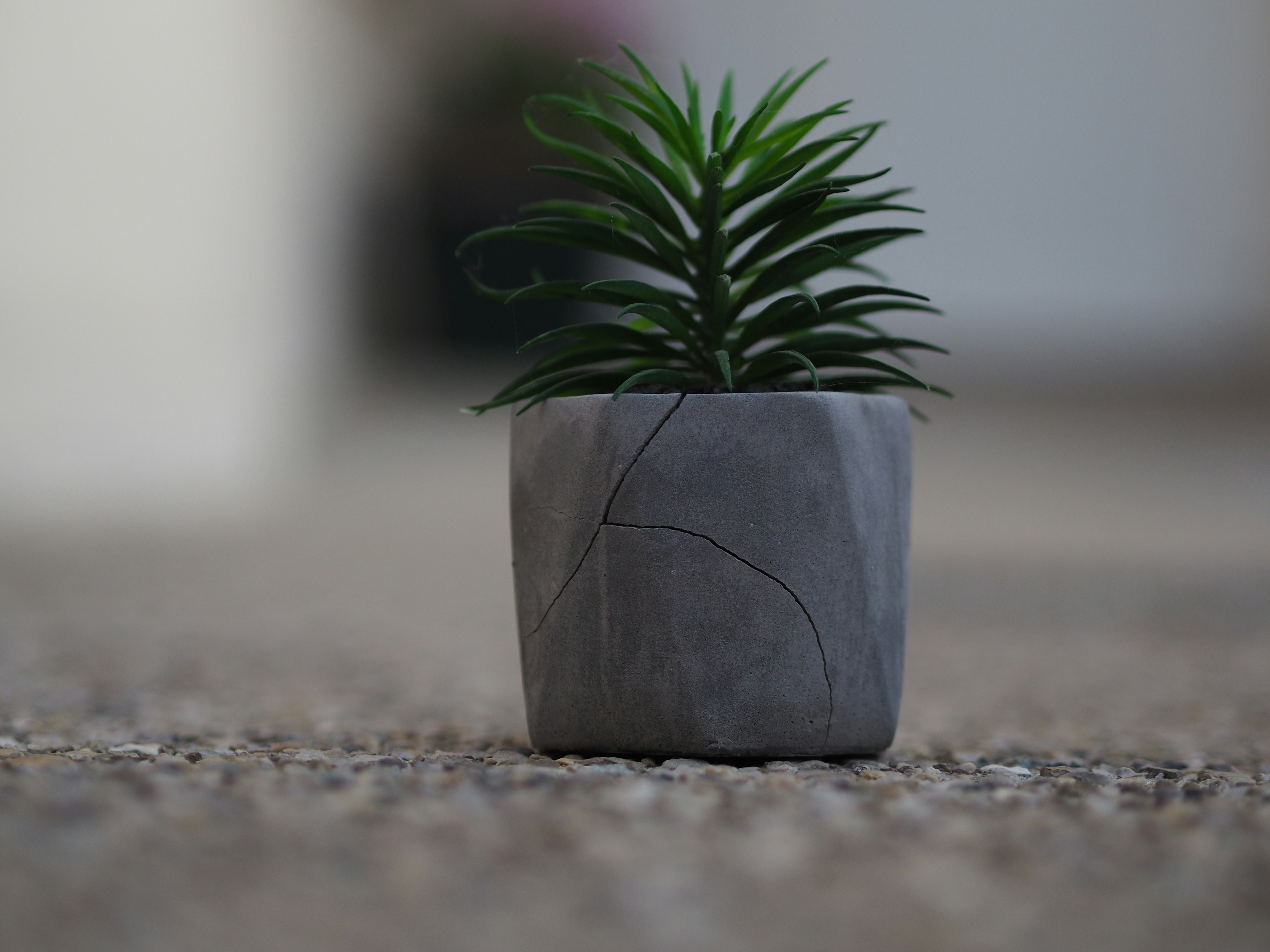 Succulent plant in a textured gray pot, set against a softly blurred background. The minimalist aesthetic emphasizes the plant's vibrant green leaves.