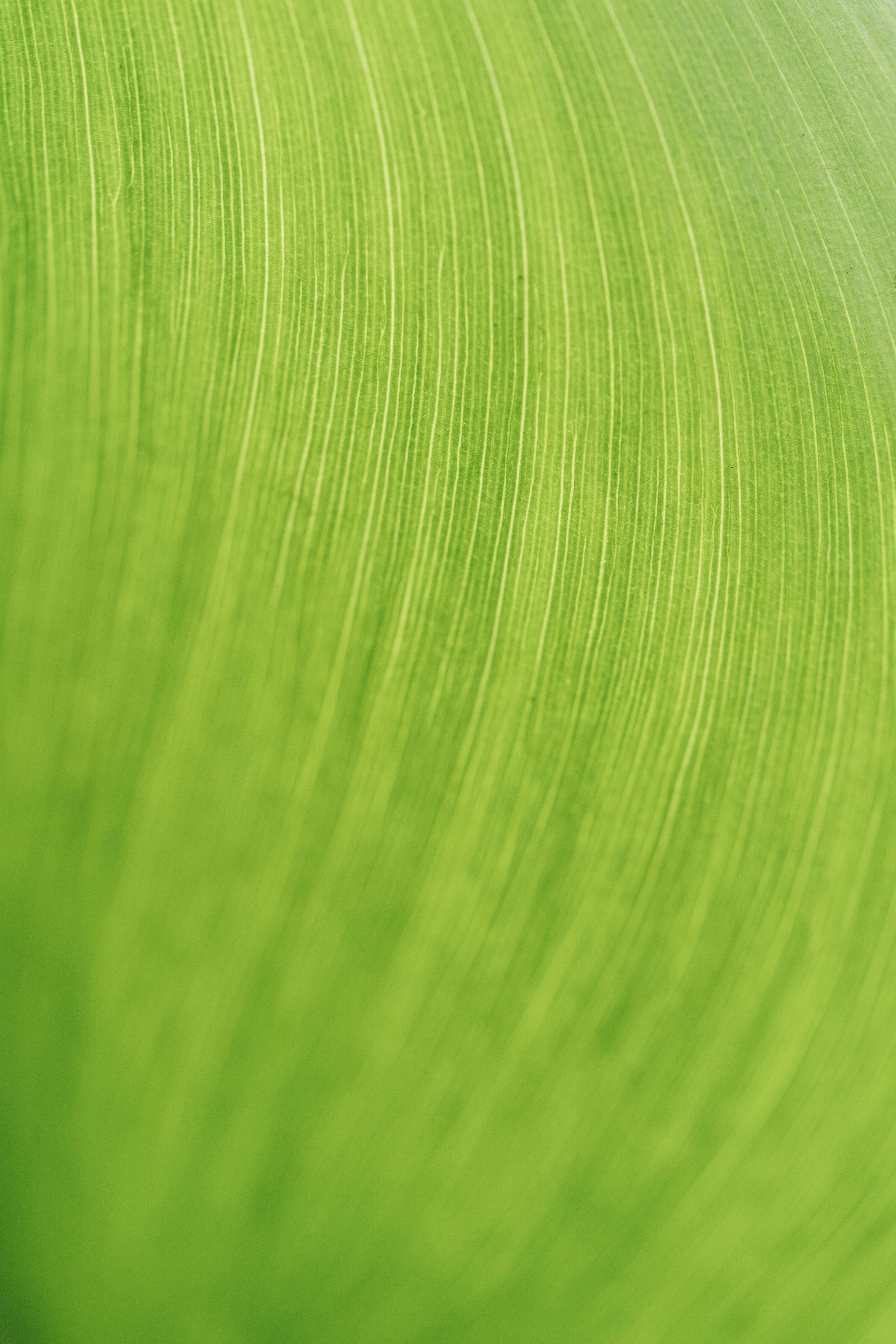 Close-up of a vibrant green leaf showcasing intricate lines and textures. The image highlights the natural beauty and detail of plant life.