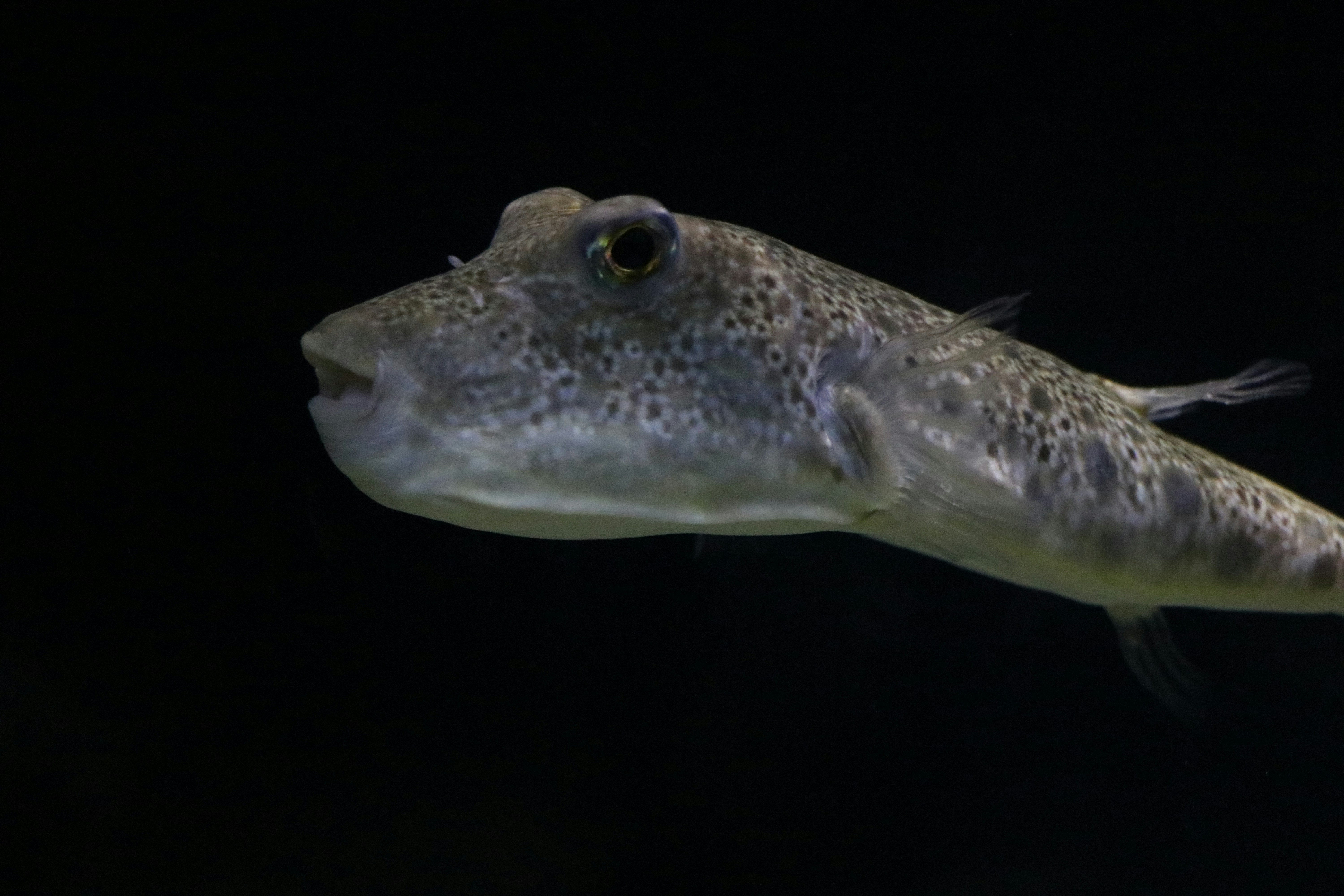 Pufferfish swimming gracefully in a dark aquatic environment, showcasing its unique features and textures.