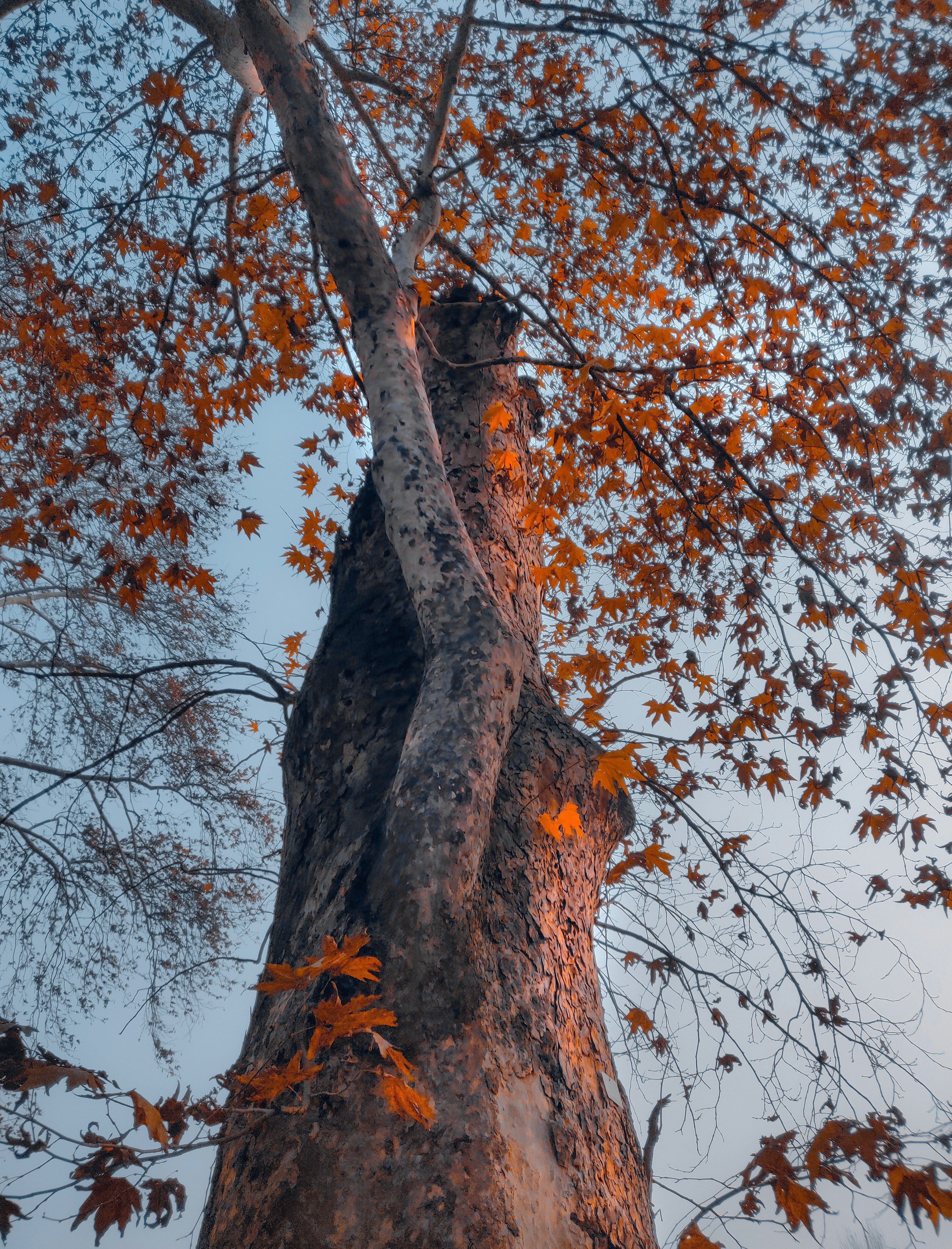 Towering Maple Echoes: A Portrait of Autumn Grip and Sky