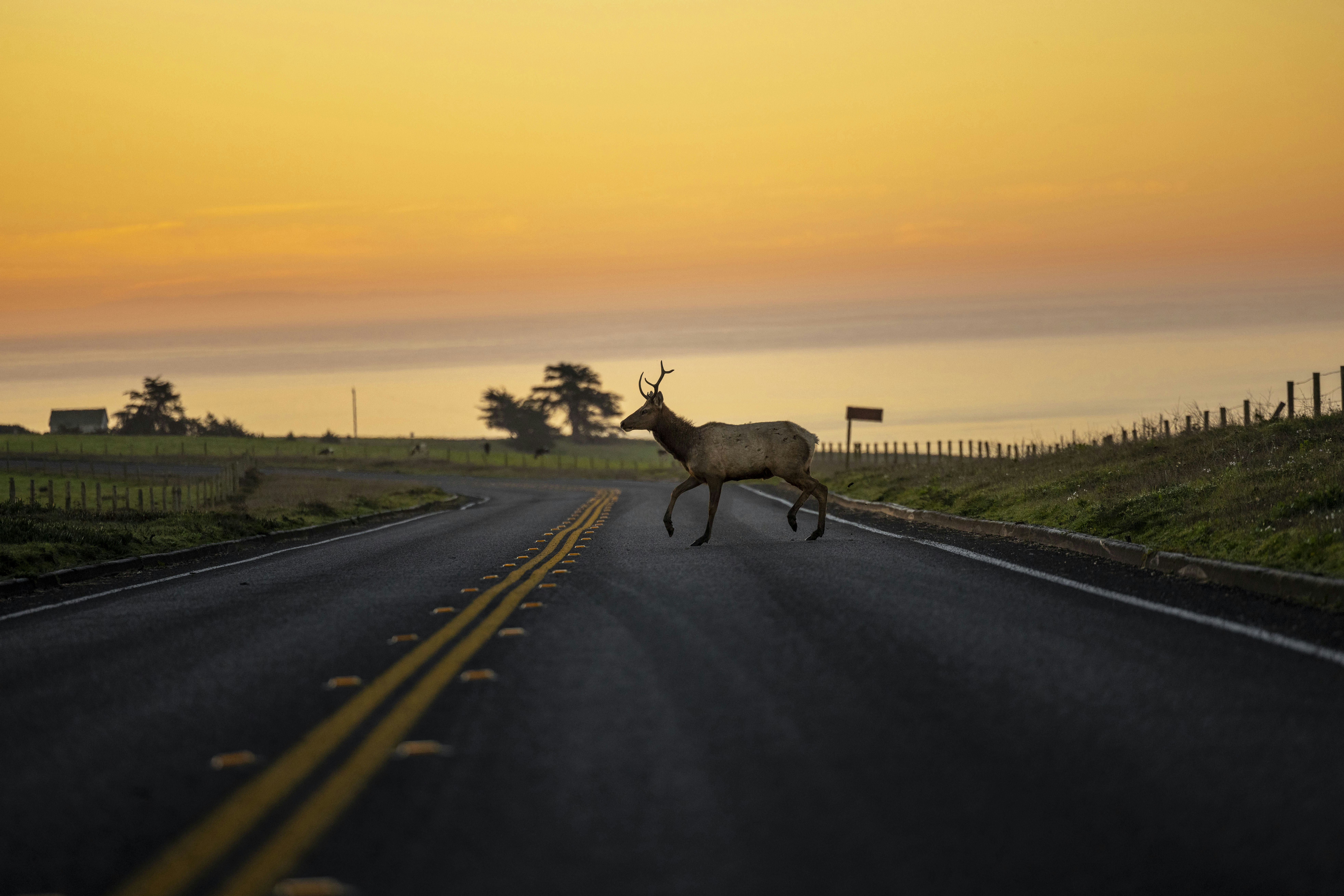 A deer crossing the road in front of the sun photo – Free California ...