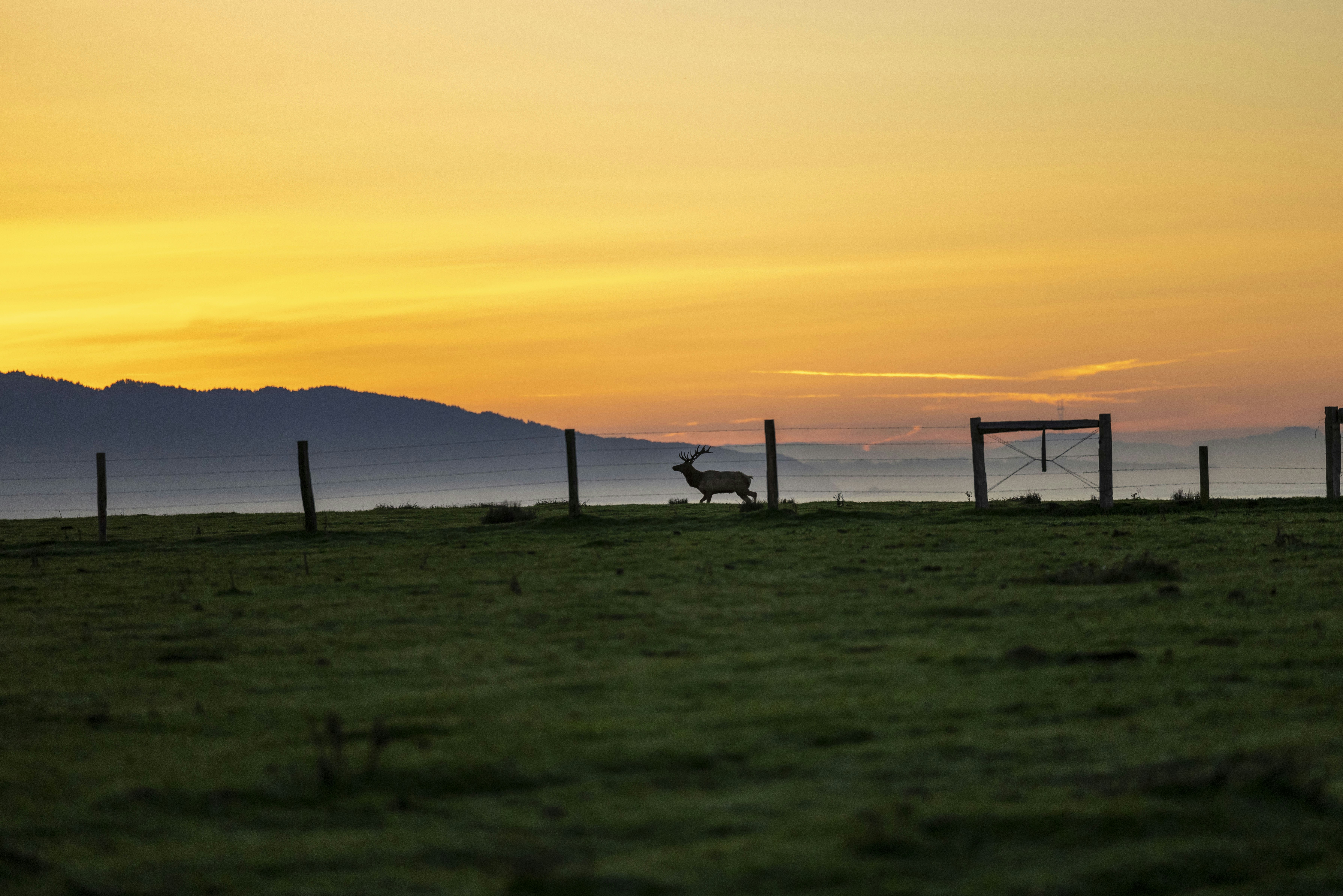 Silhouette at Sunrise: A Quiet Fence Line and a Runaway in the Golden Hour