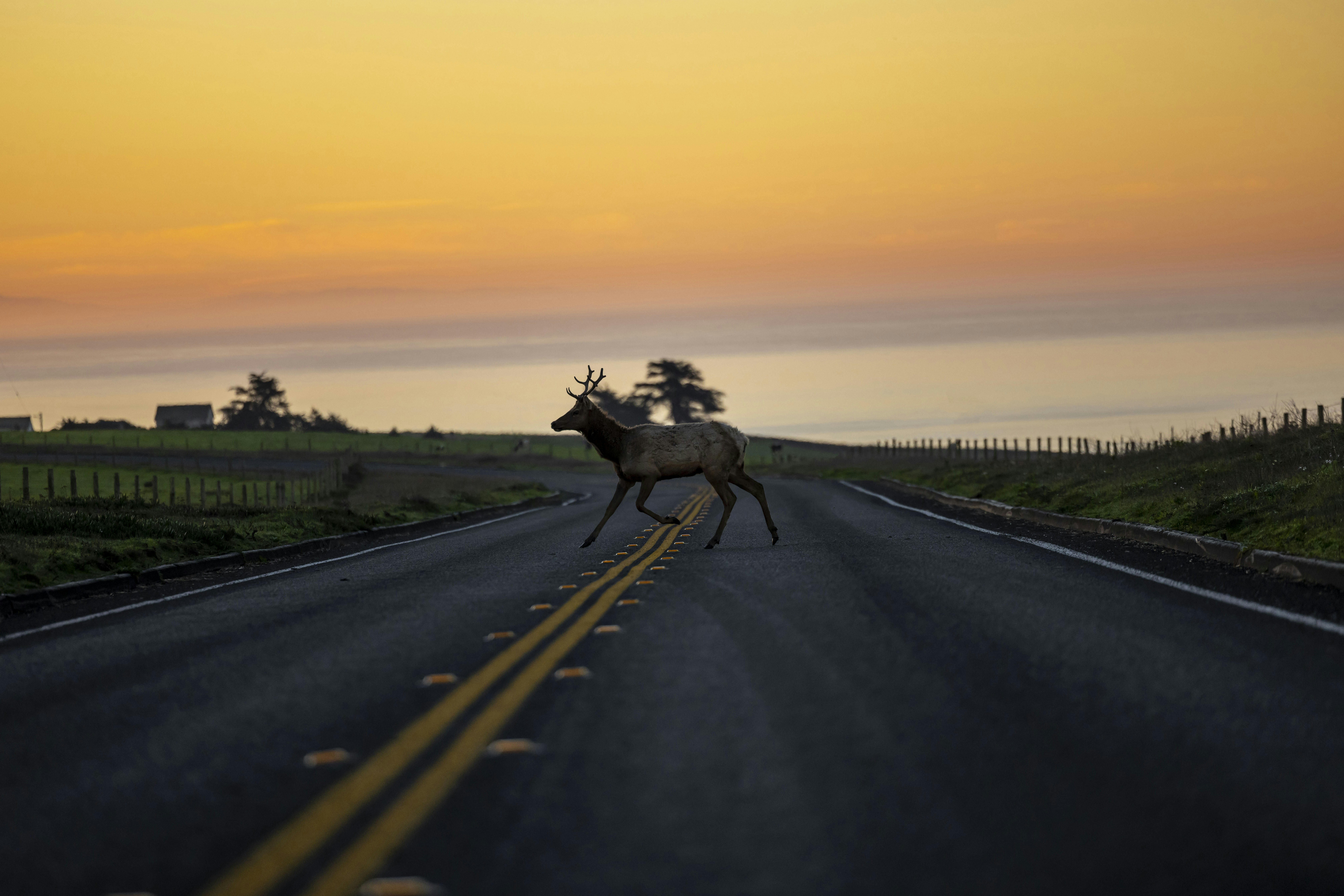 Horizon Run: A Deer Halts Center Stage on a Quiet Asphalt Road