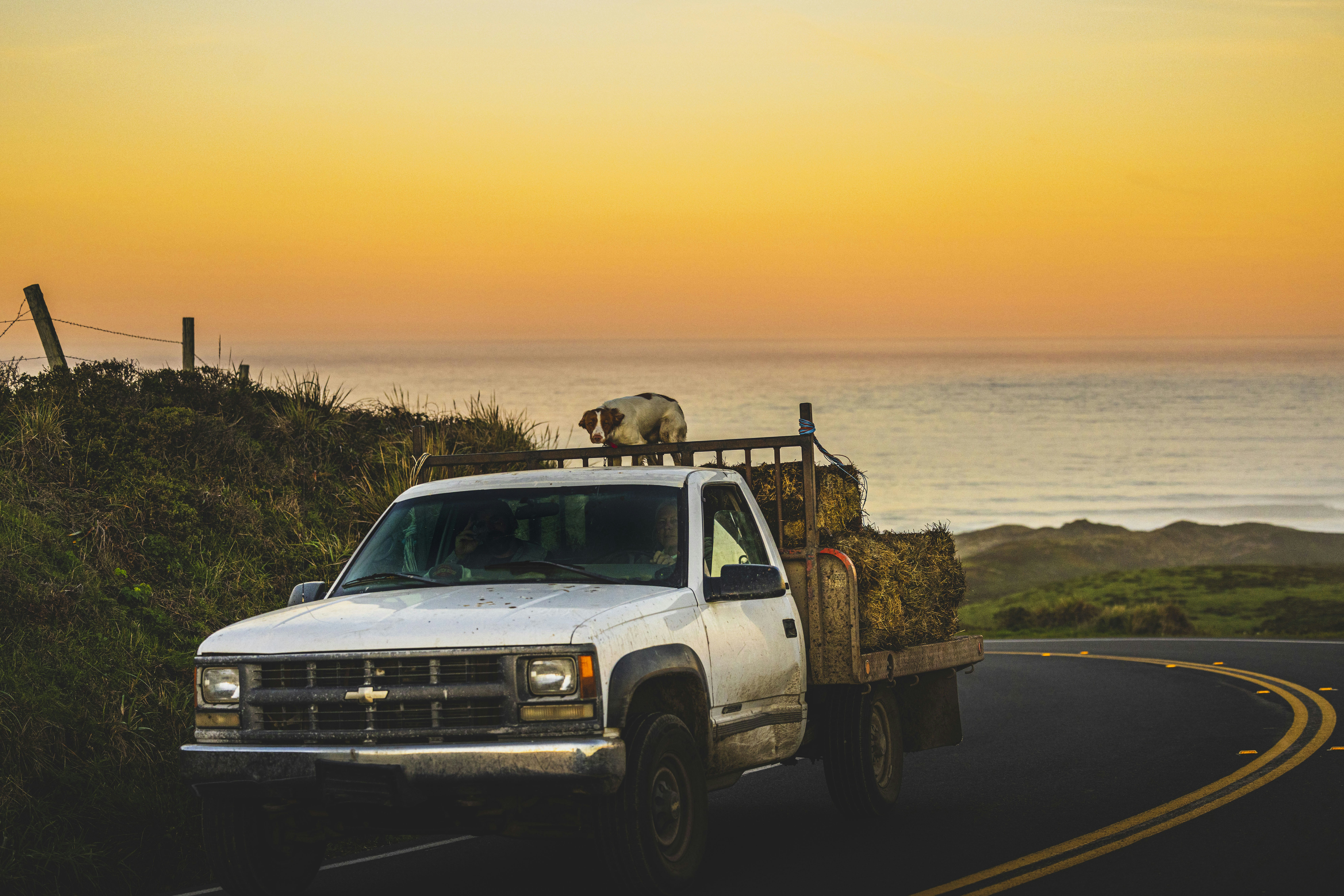 Sunset Hauler: A Sheep Perches Over a Coastal Truck