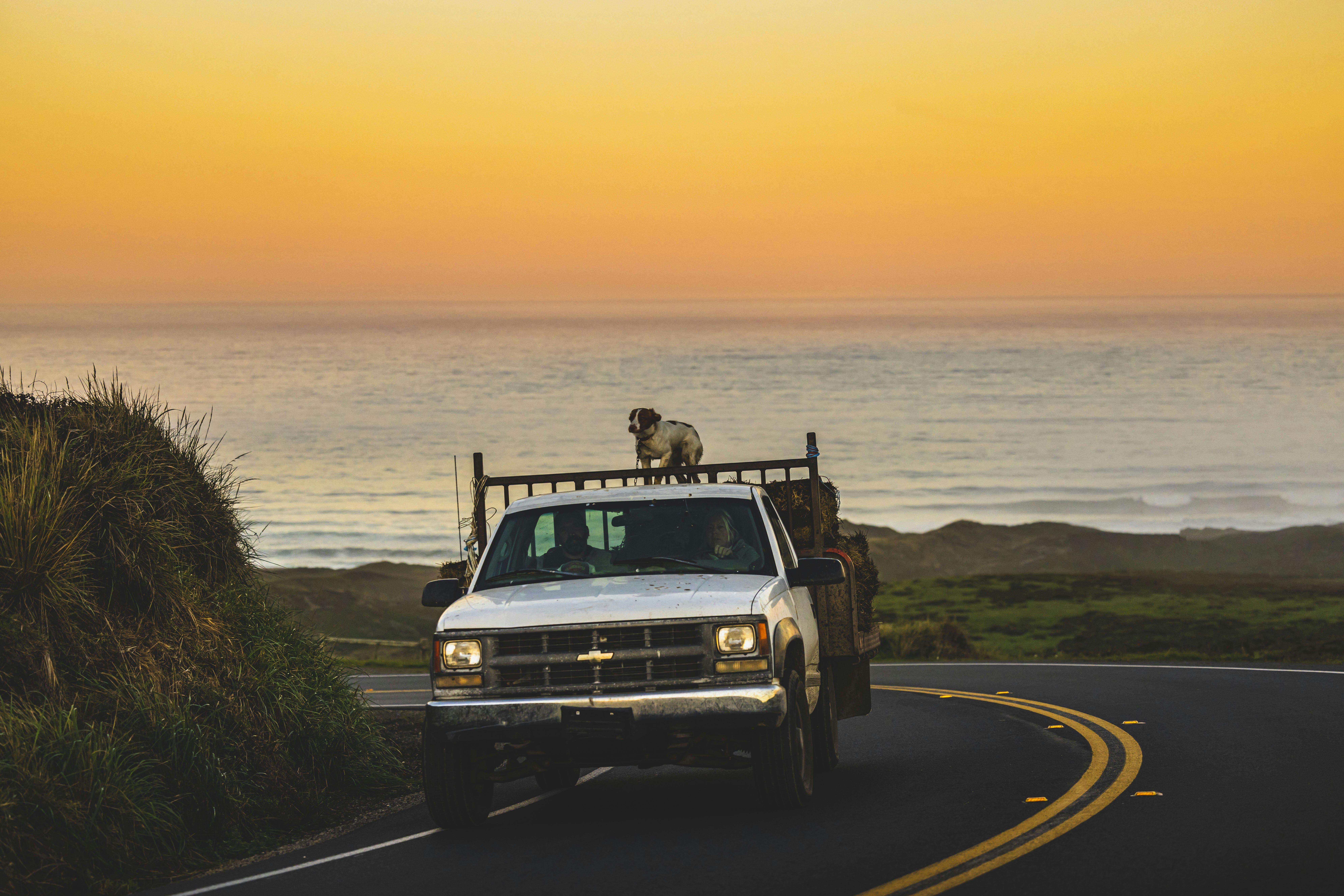 Amber Sea Road: Animal Perch on a Coastal Pickup at Sunset