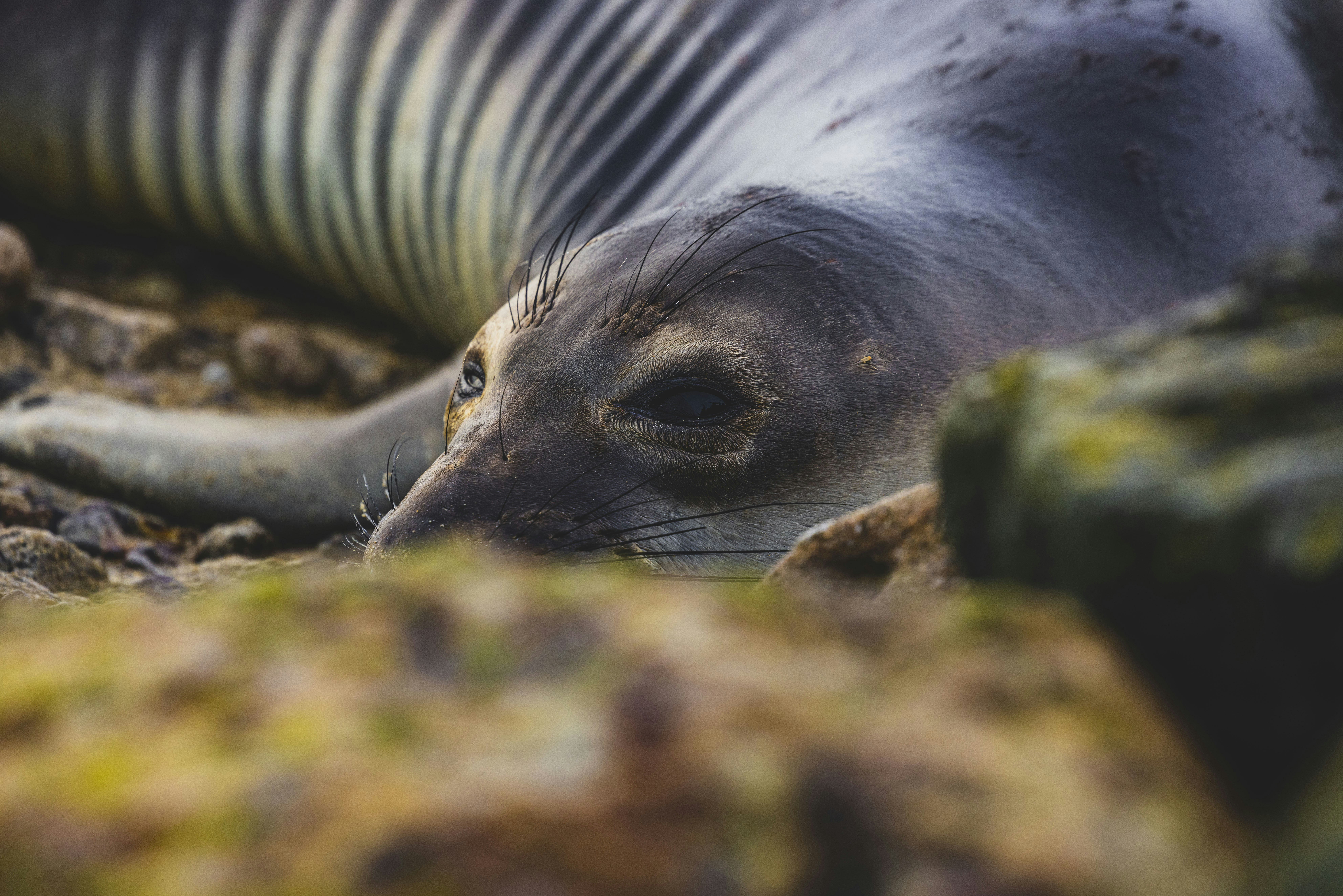 Una foca bebé acostada encima de una pila de rocas foto – Imagen de ...