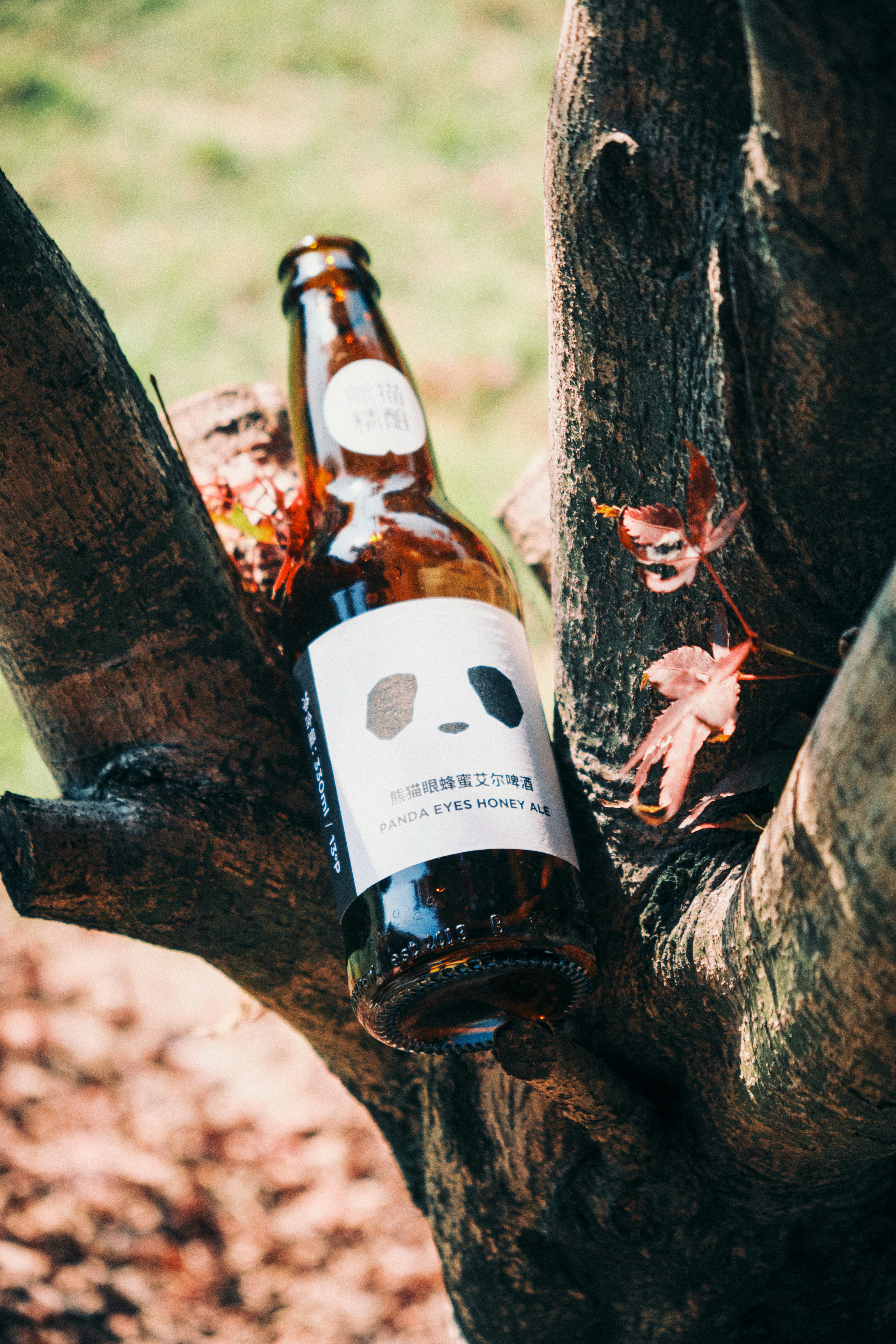 Panda Eyes Honey Ale Nestled Between Bark and Branches
