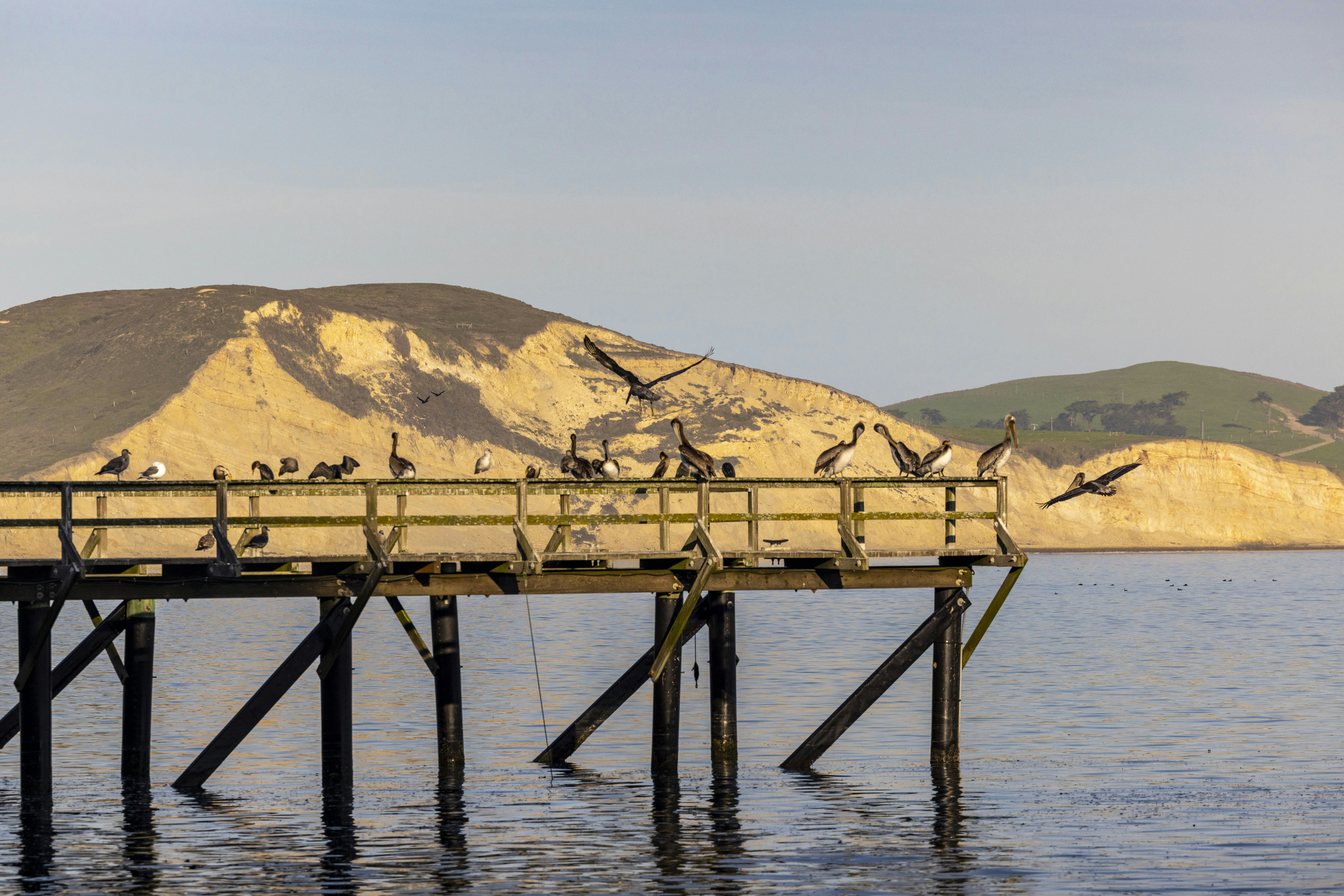 Seabirds in Flight Over a Weathered Pier