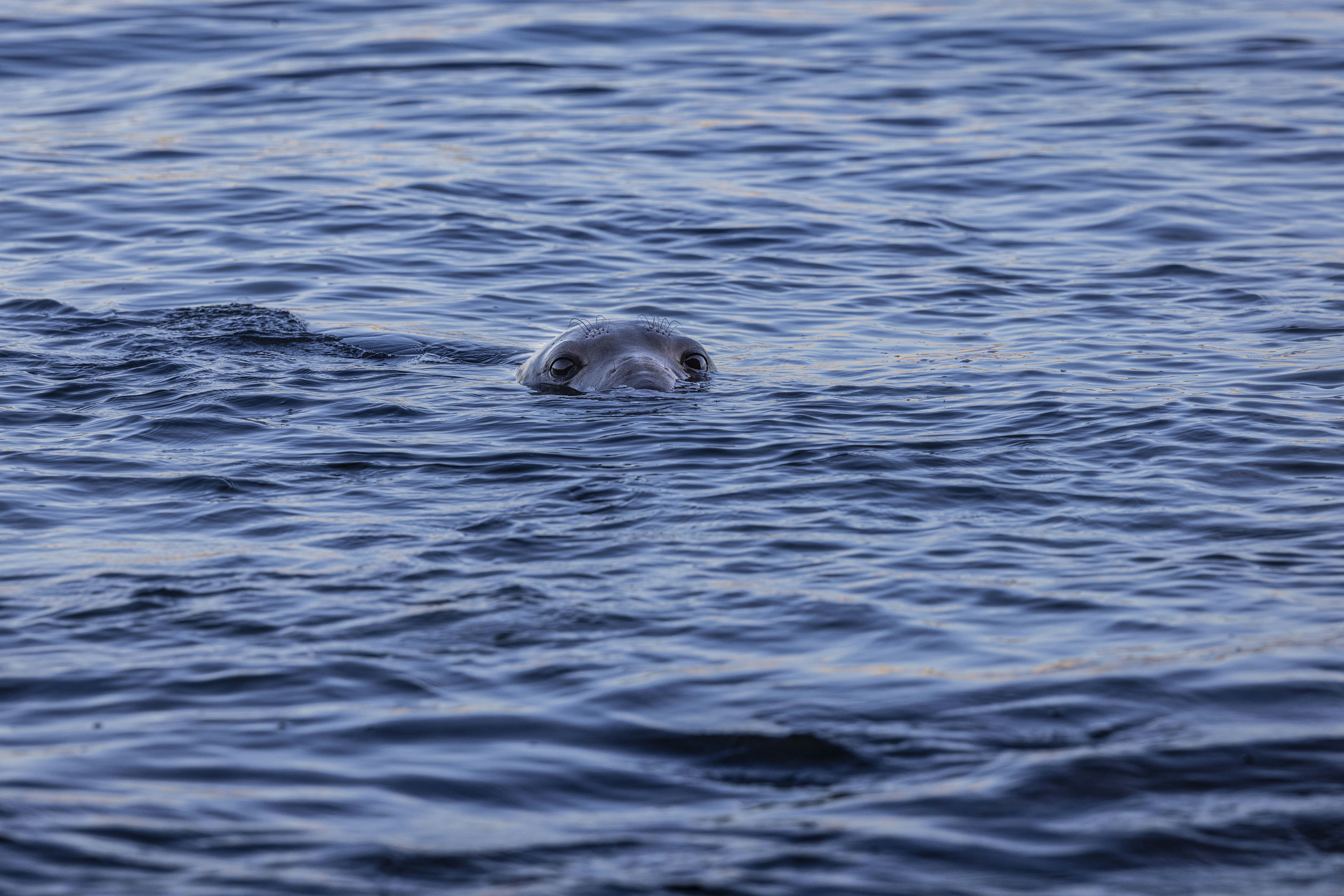 A curious seal peeks above the water's surface, surrounded by rippling waves. The serene aquatic environment enhances the seal's inquisitive gaze.