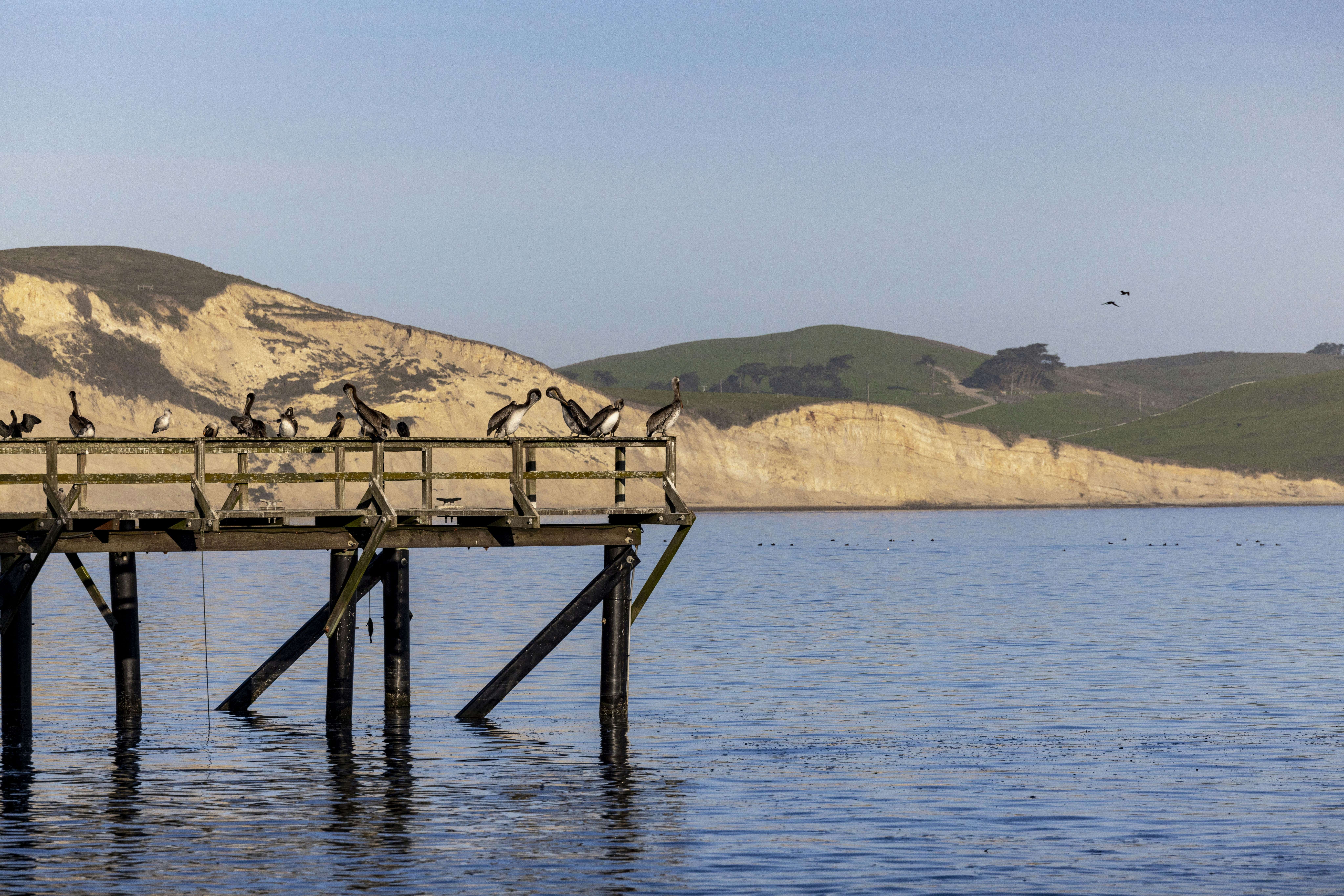 Seabird Chorus on a Weathered Pier Over a Calm Bay