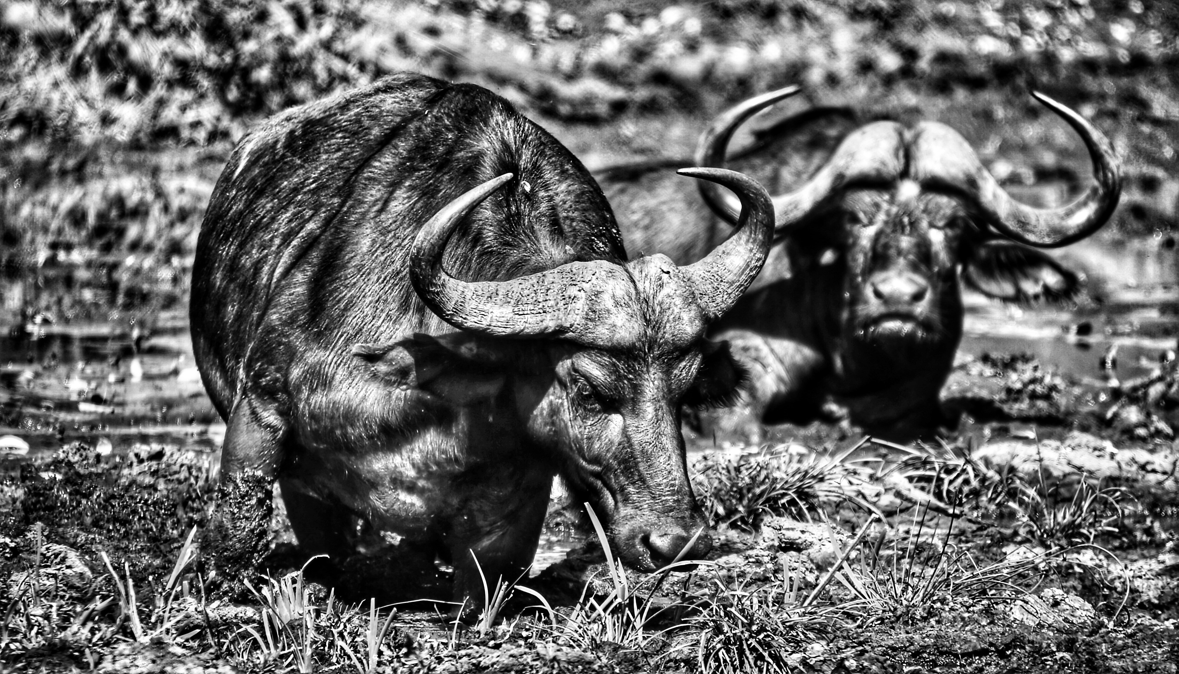 Muted Giants in Grass: Twin Buffalos Rest in Monochrome