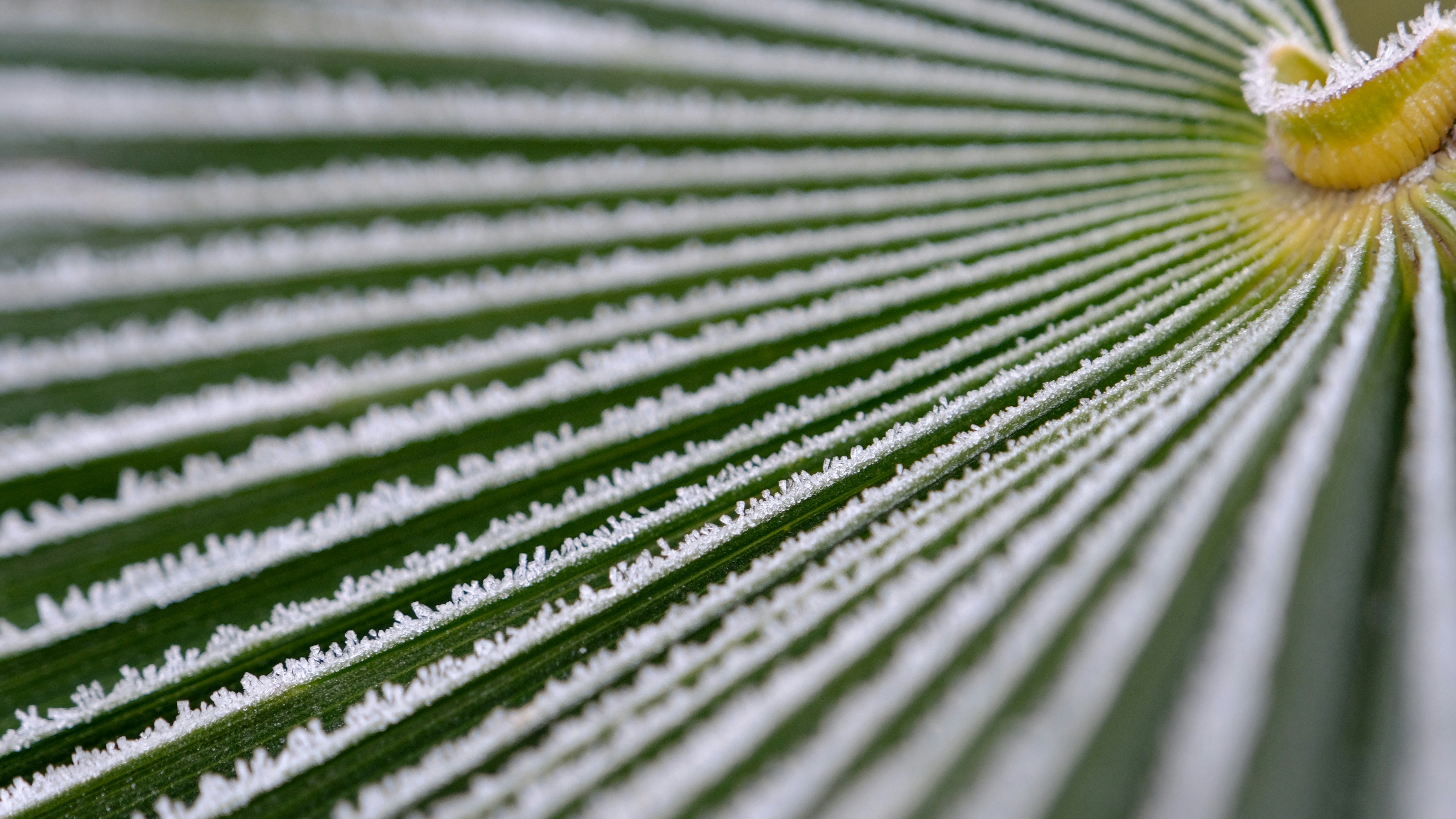 Ice-Carved Veins: Macro Close-Up on a Frosted Leaf Ridge