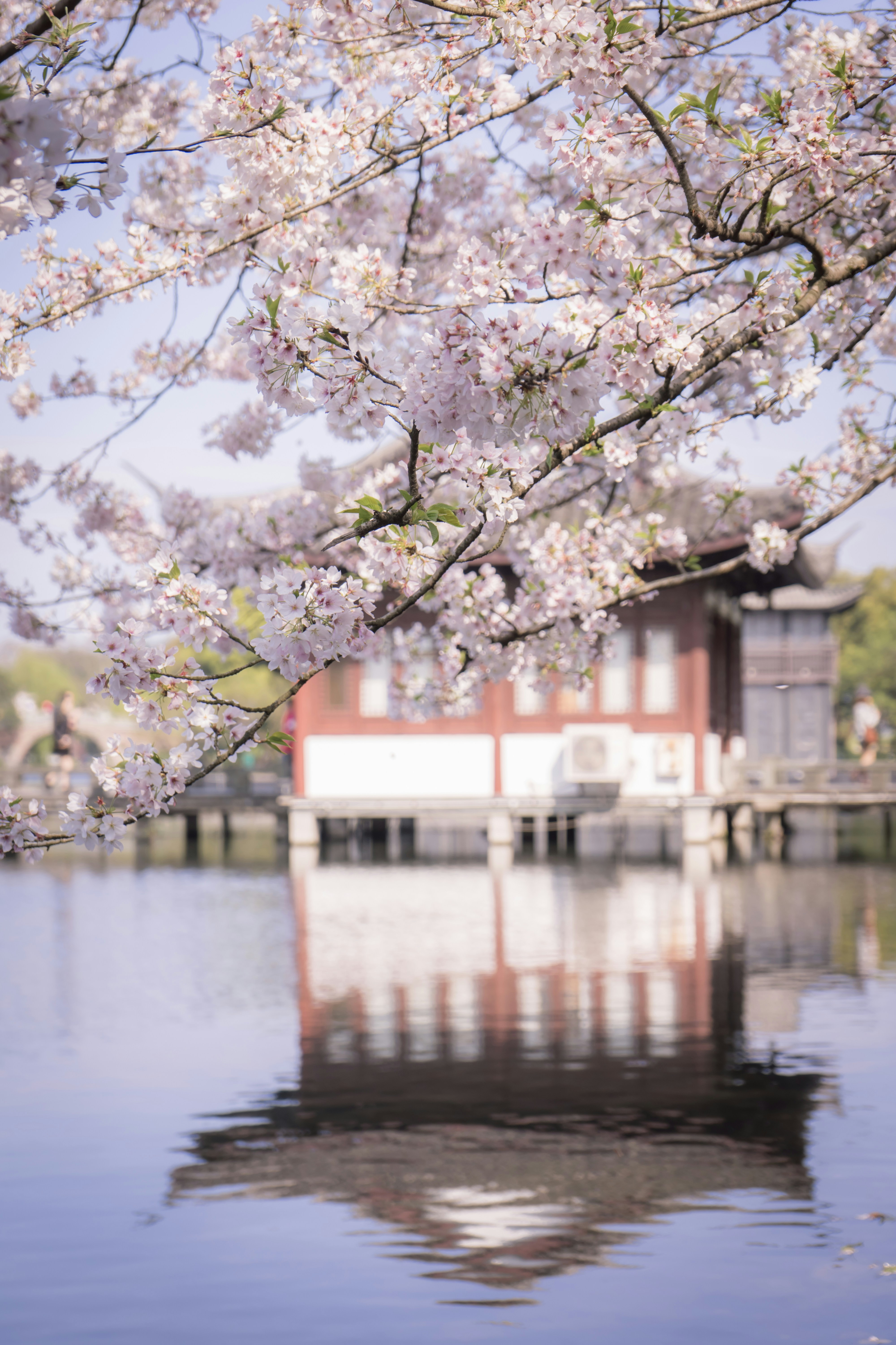 Delicate cherry blossoms frame a serene waterscape with a traditional building reflected in the calm water below.