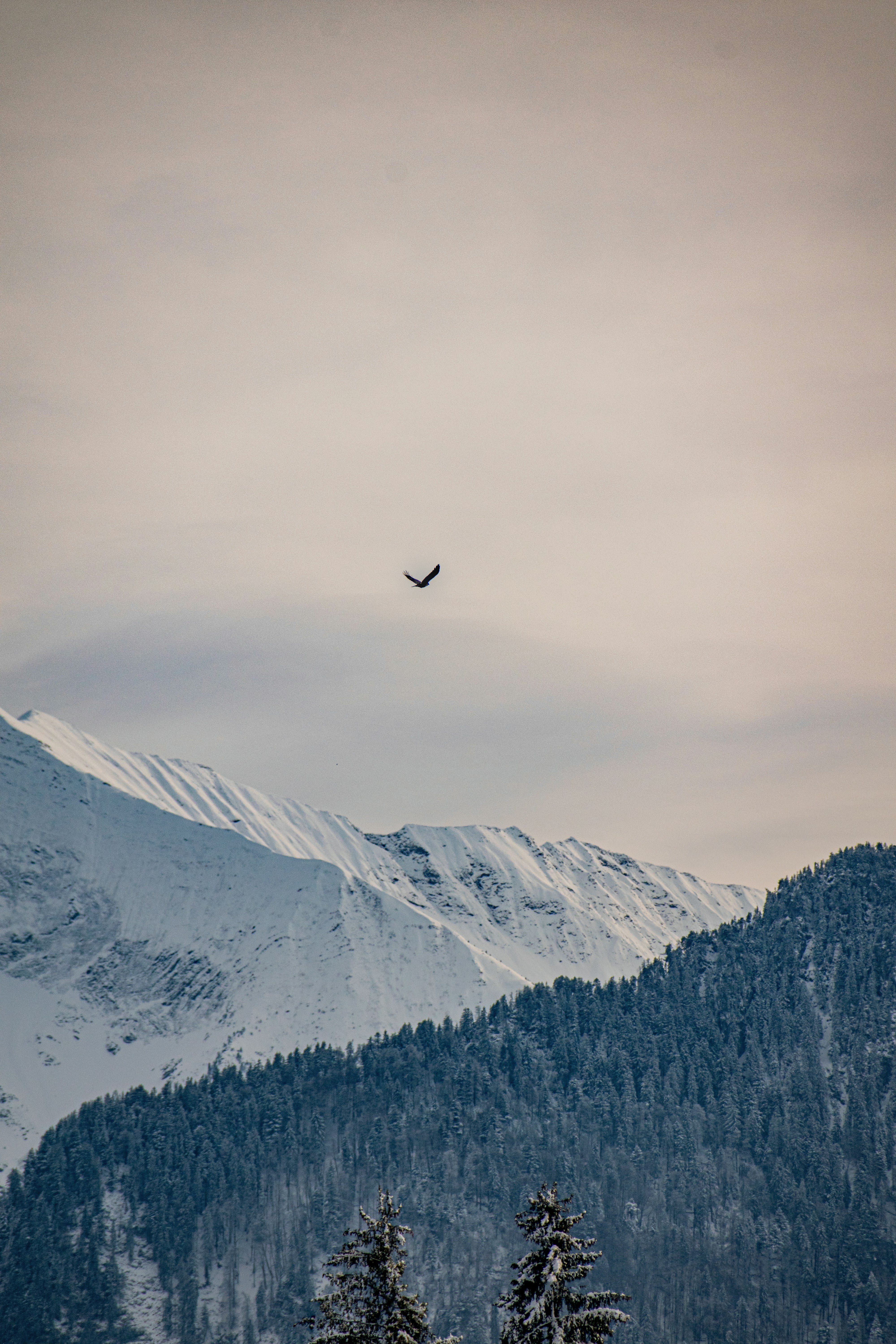 Snow-covered alpine ridges rise above a dense pine forest, with a lone bird silhouetted against a pale sky.