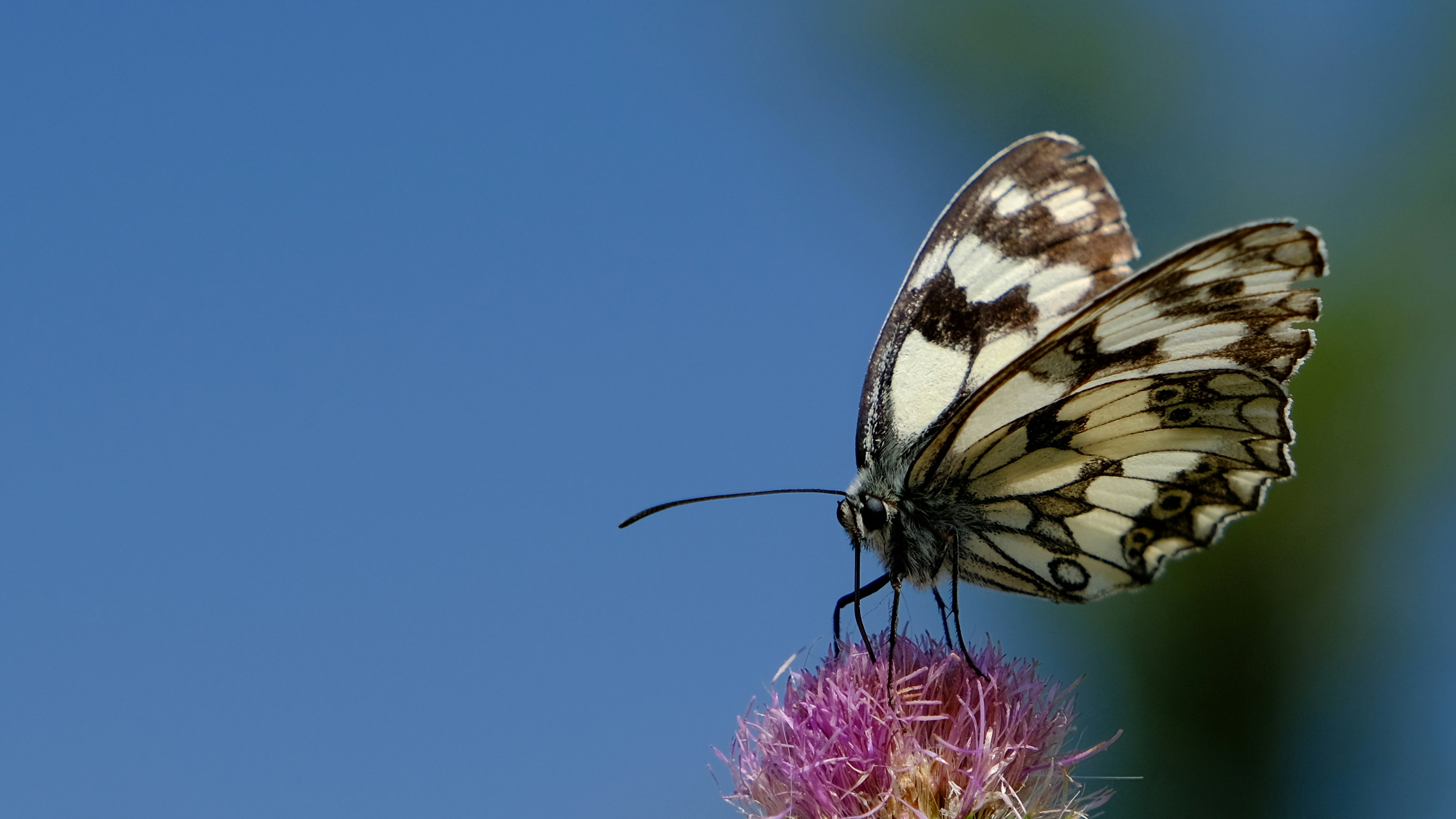 Azure-winged Monarch: A Butterfly Perched on a Pink Bloom