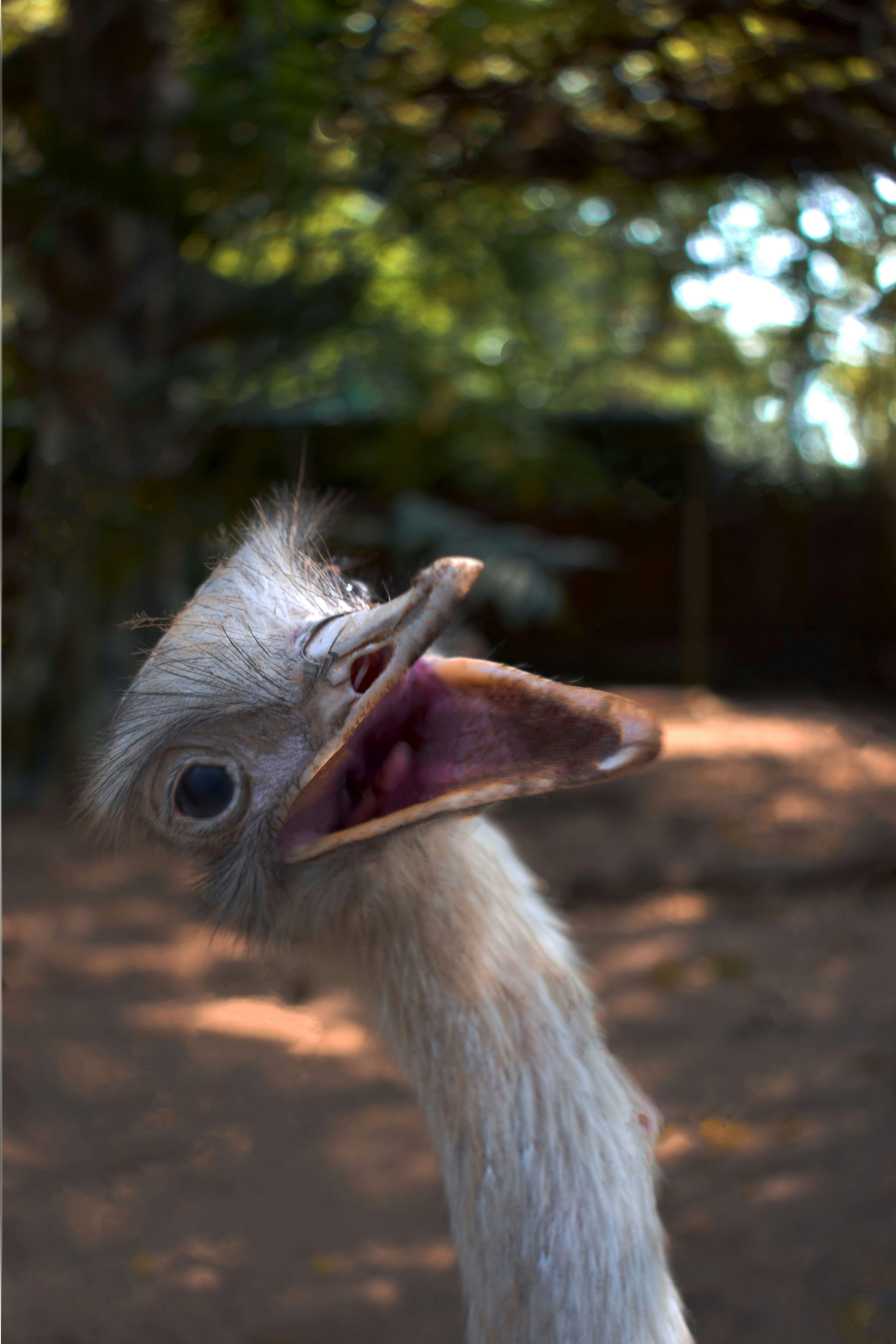 Tilted Beak, Wide Eye: Close-Up of a Curious Bird in Dappled Light