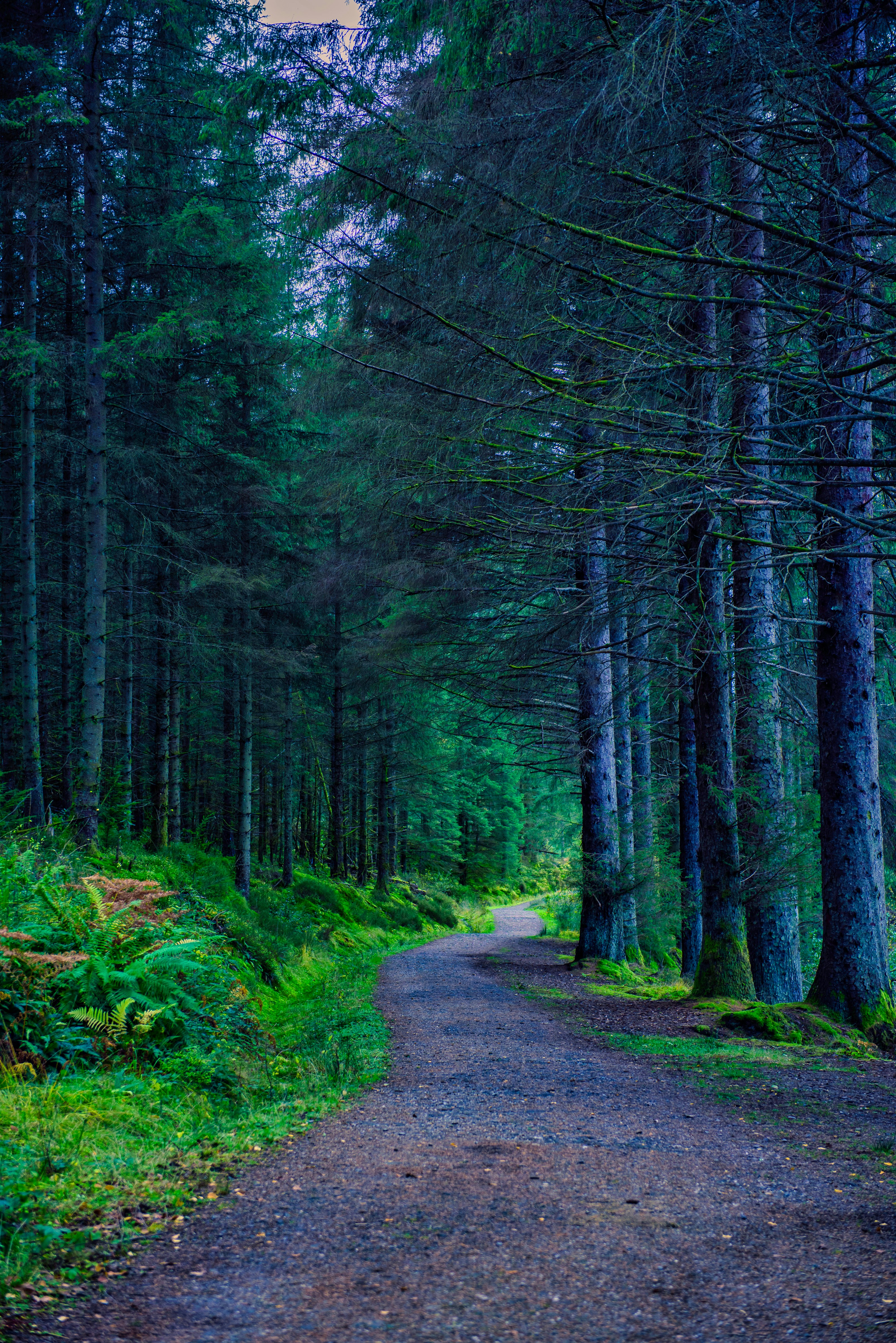A path in the middle of a forest with tall trees photo – Free Aberfoyle Image on Unsplash