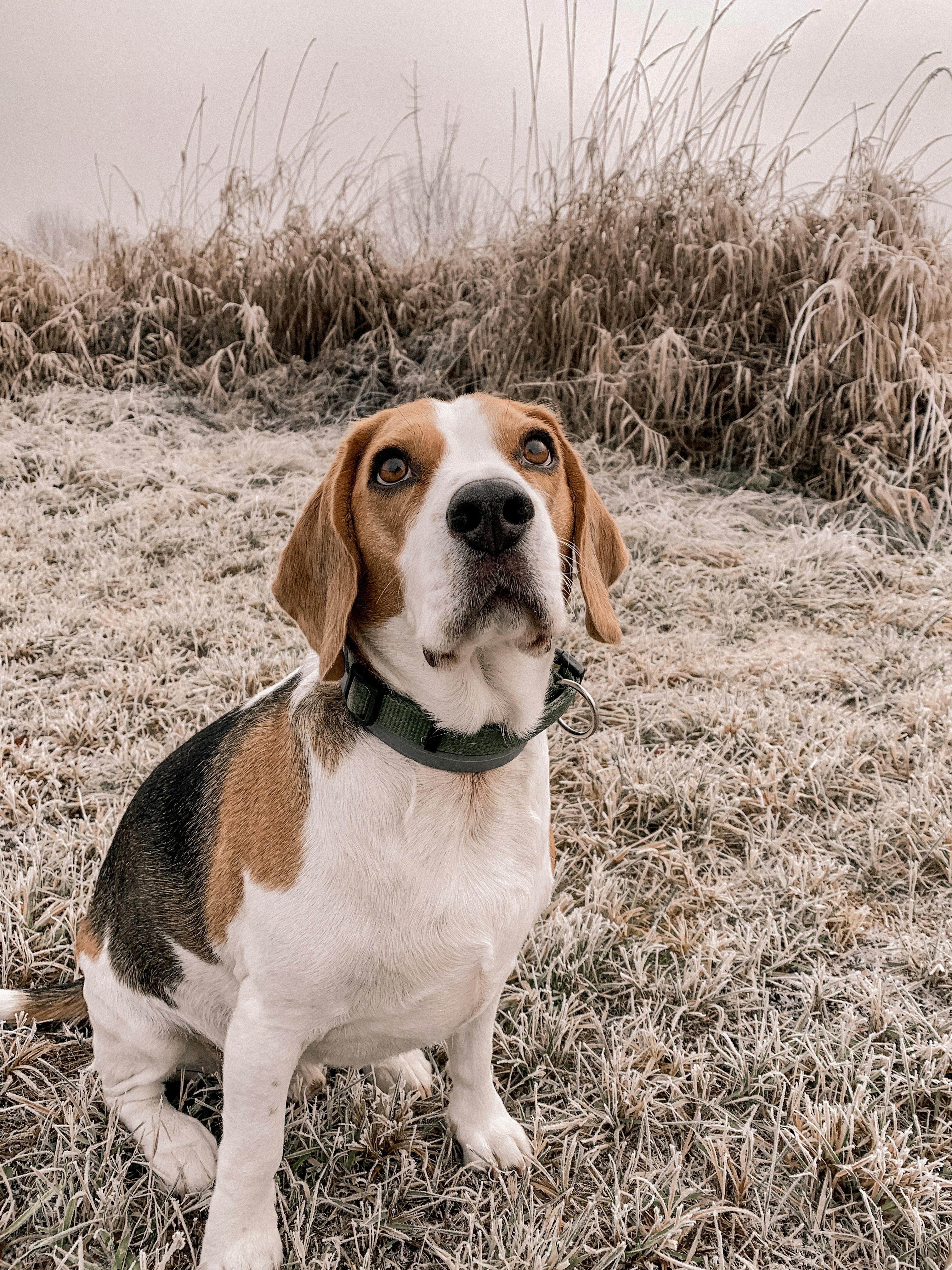 A Beagle's Winter Vigil