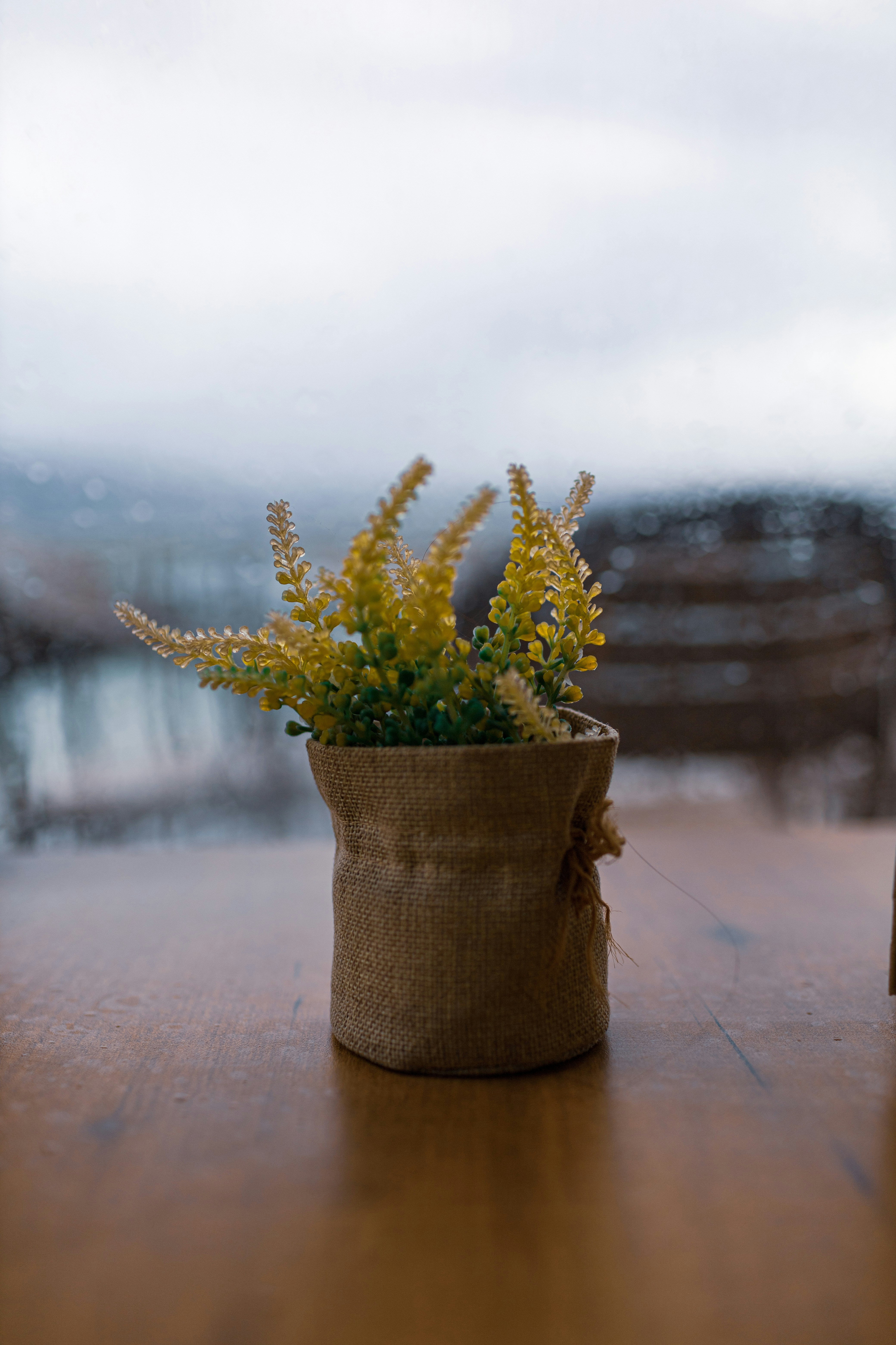 Sack of Sunshine: A Potted Golden Spray on a Quiet Table