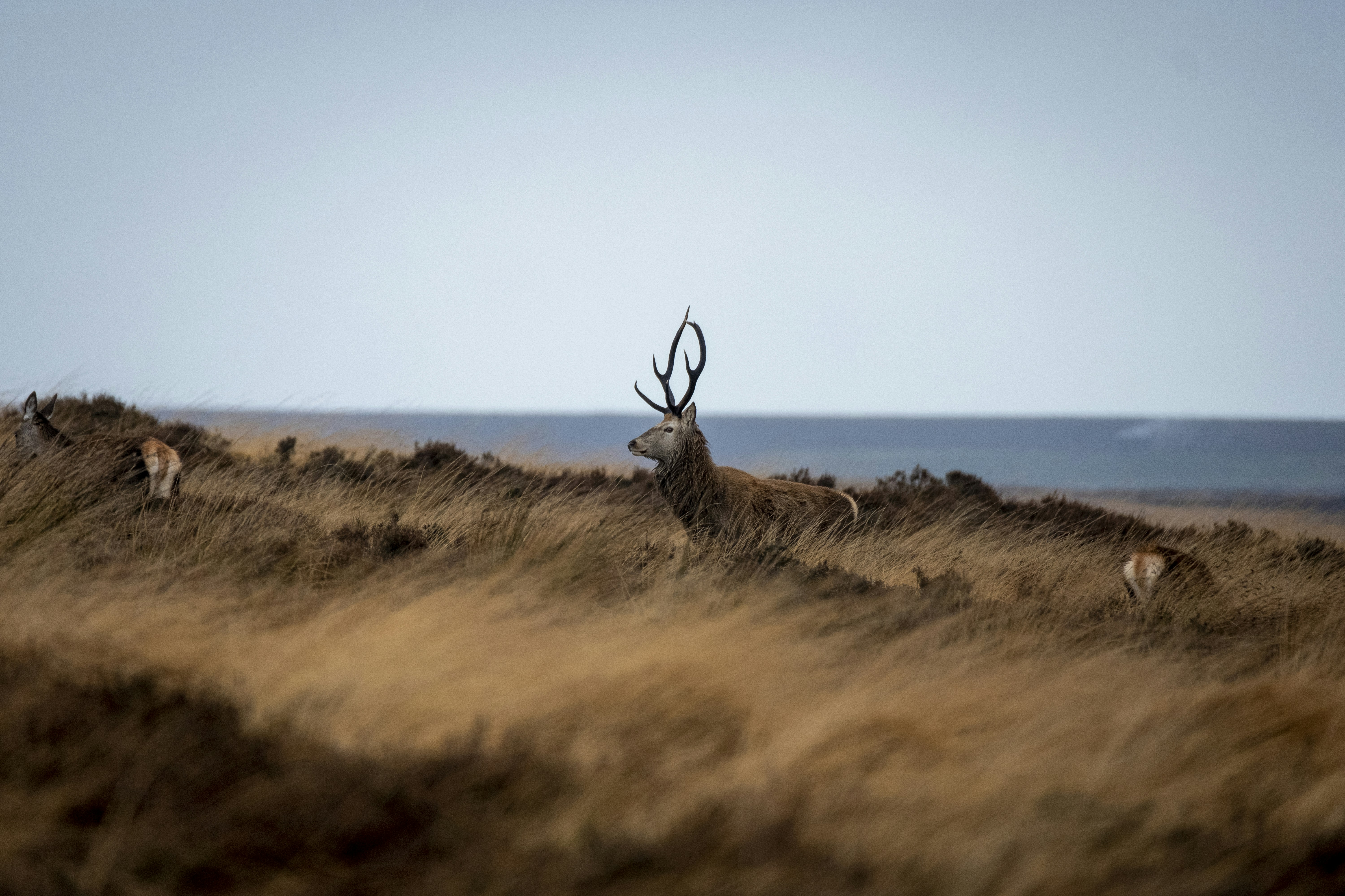 Antlered Sentinel on a Wind-Kissed Moor