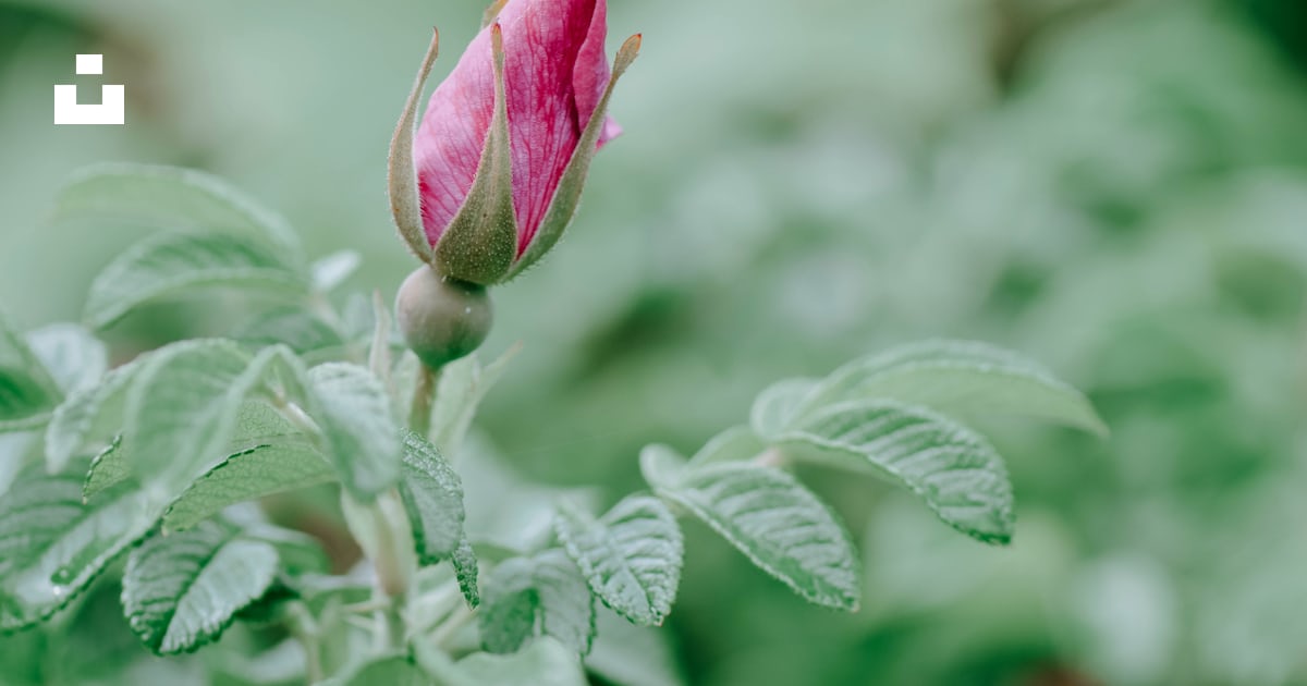 Foto Una Sola Flor Rosada Con Hojas Verdes En El Fondo Imagen Flor