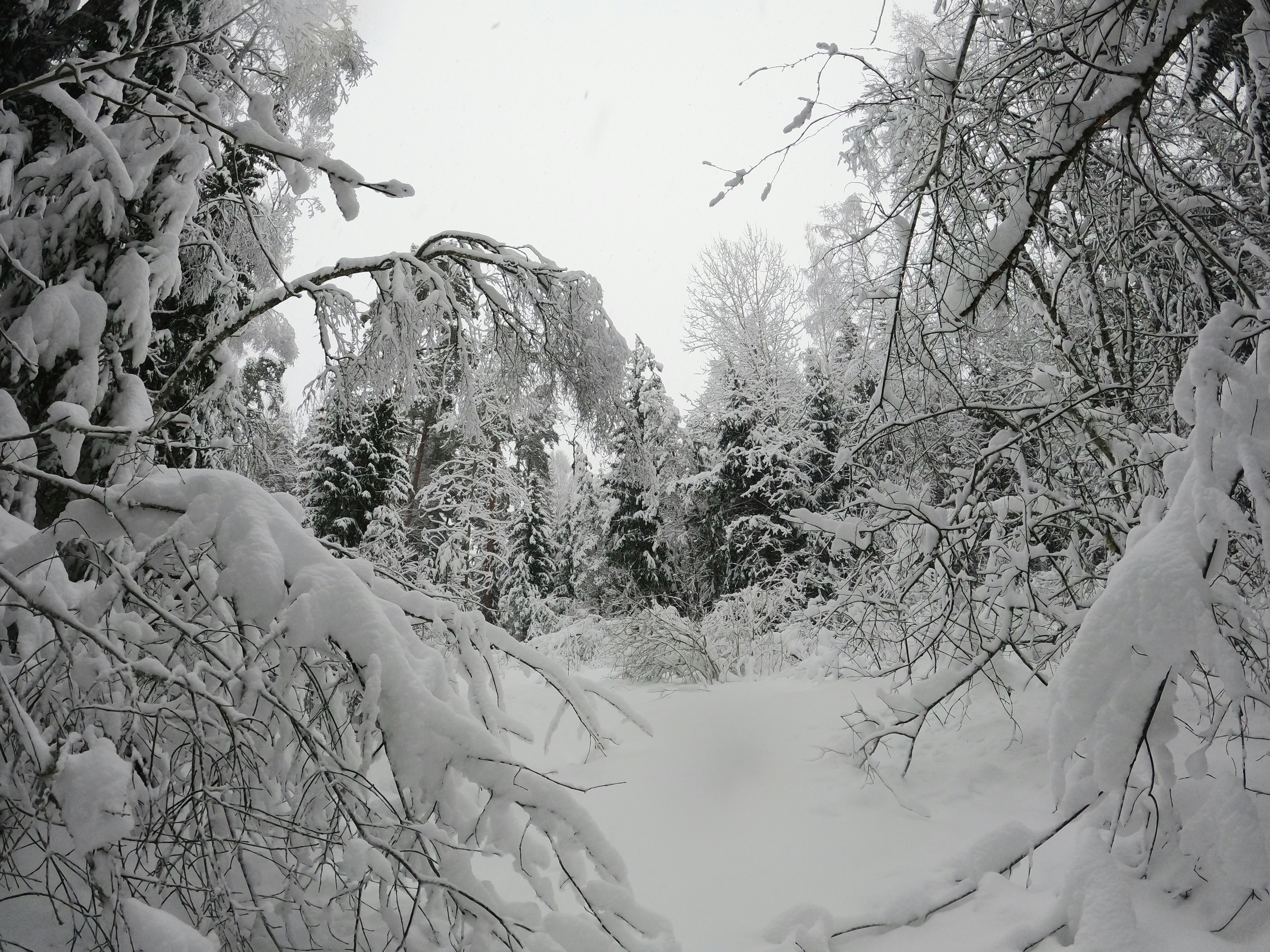 Snow-laden branches frame a serene pathway through a winter forest, evoking a sense of tranquility and solitude.
