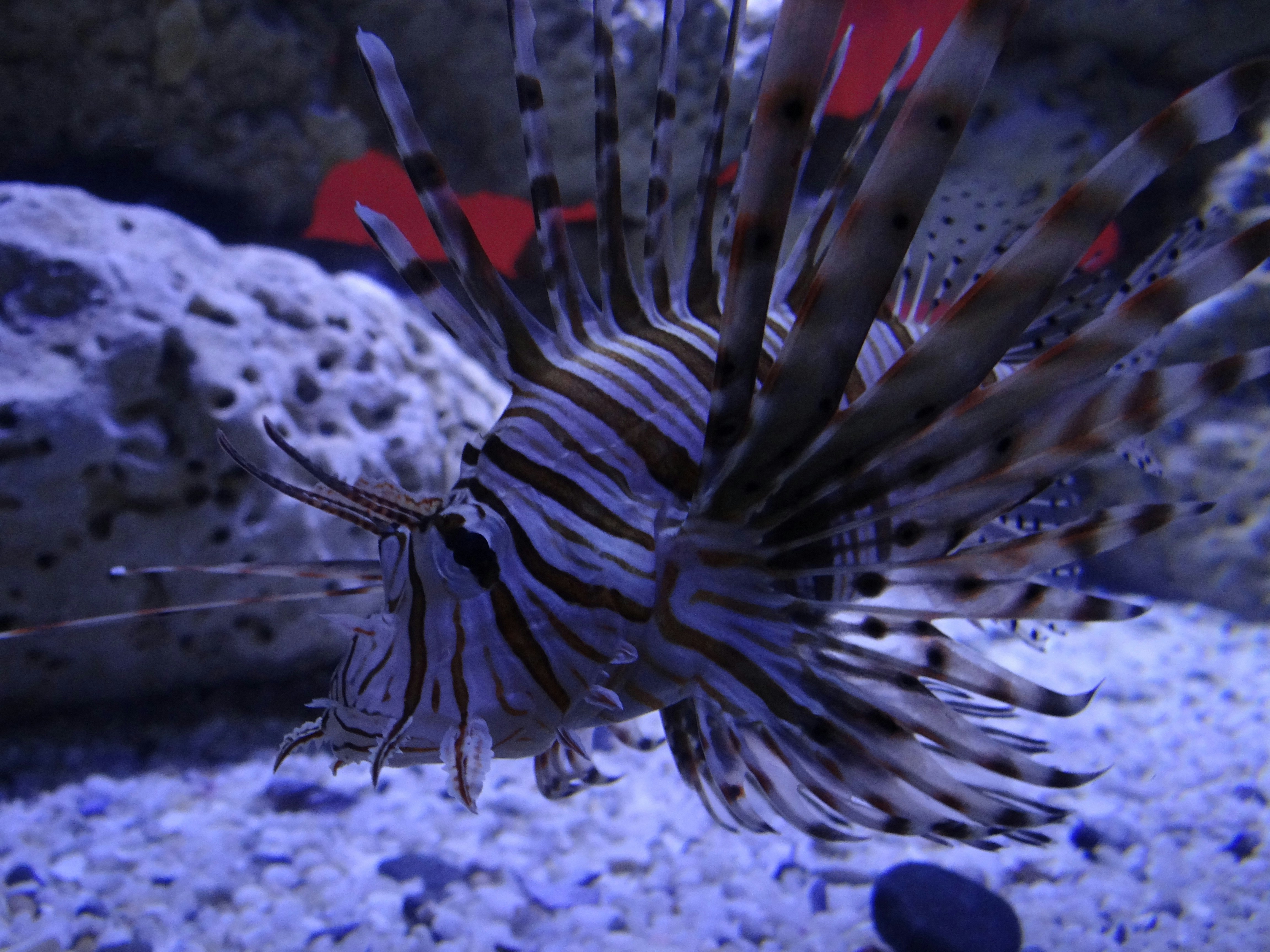 Close-up of a lionfish with striped fins swimming near a rocky reef in an illuminated aquarium, emphasizing bold patterns and spines.