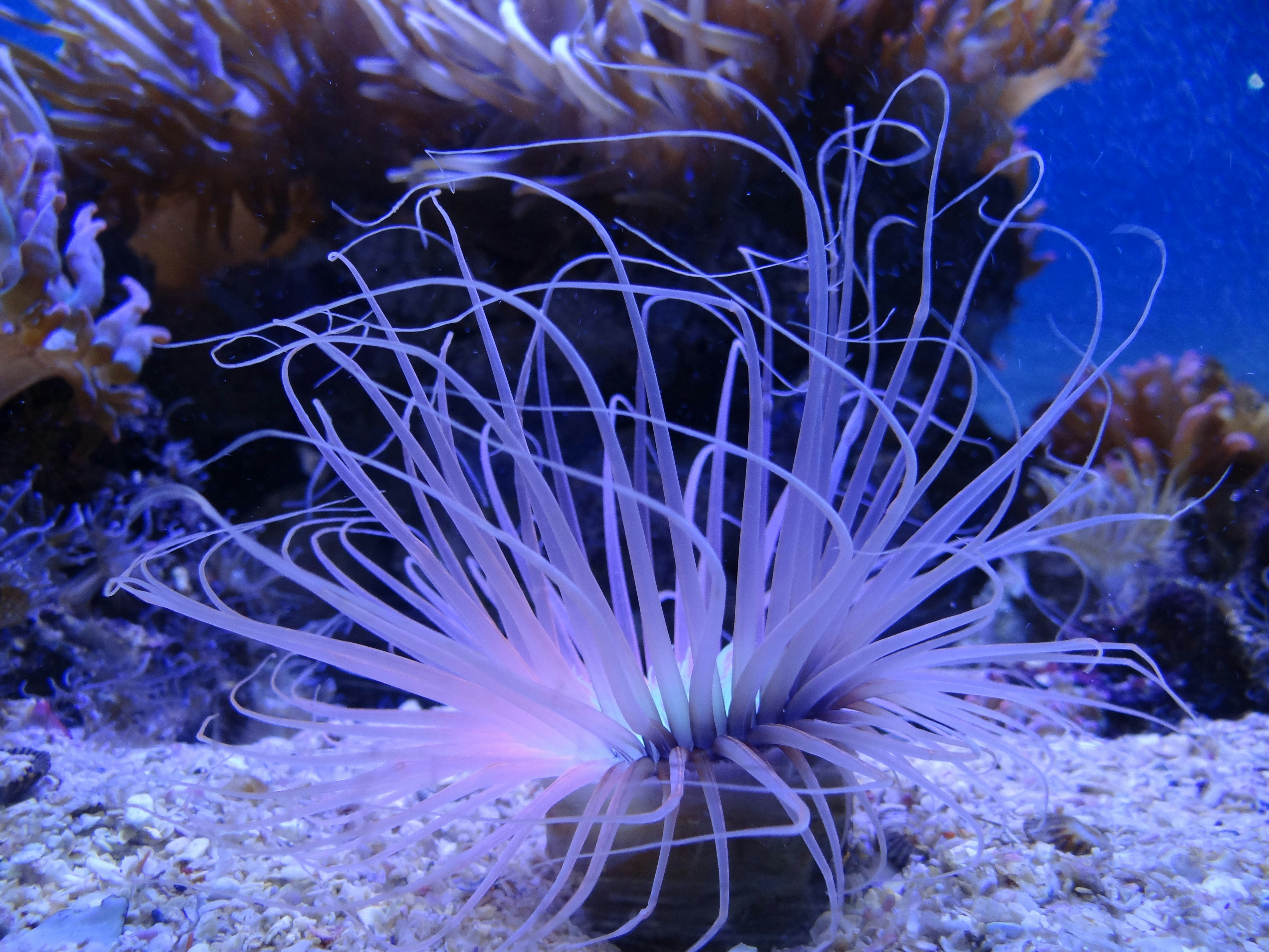 A vibrant sea anemone unfurls its delicate tentacles in a tranquil underwater setting, surrounded by soft corals. The intricate forms create a mesmerizing display.