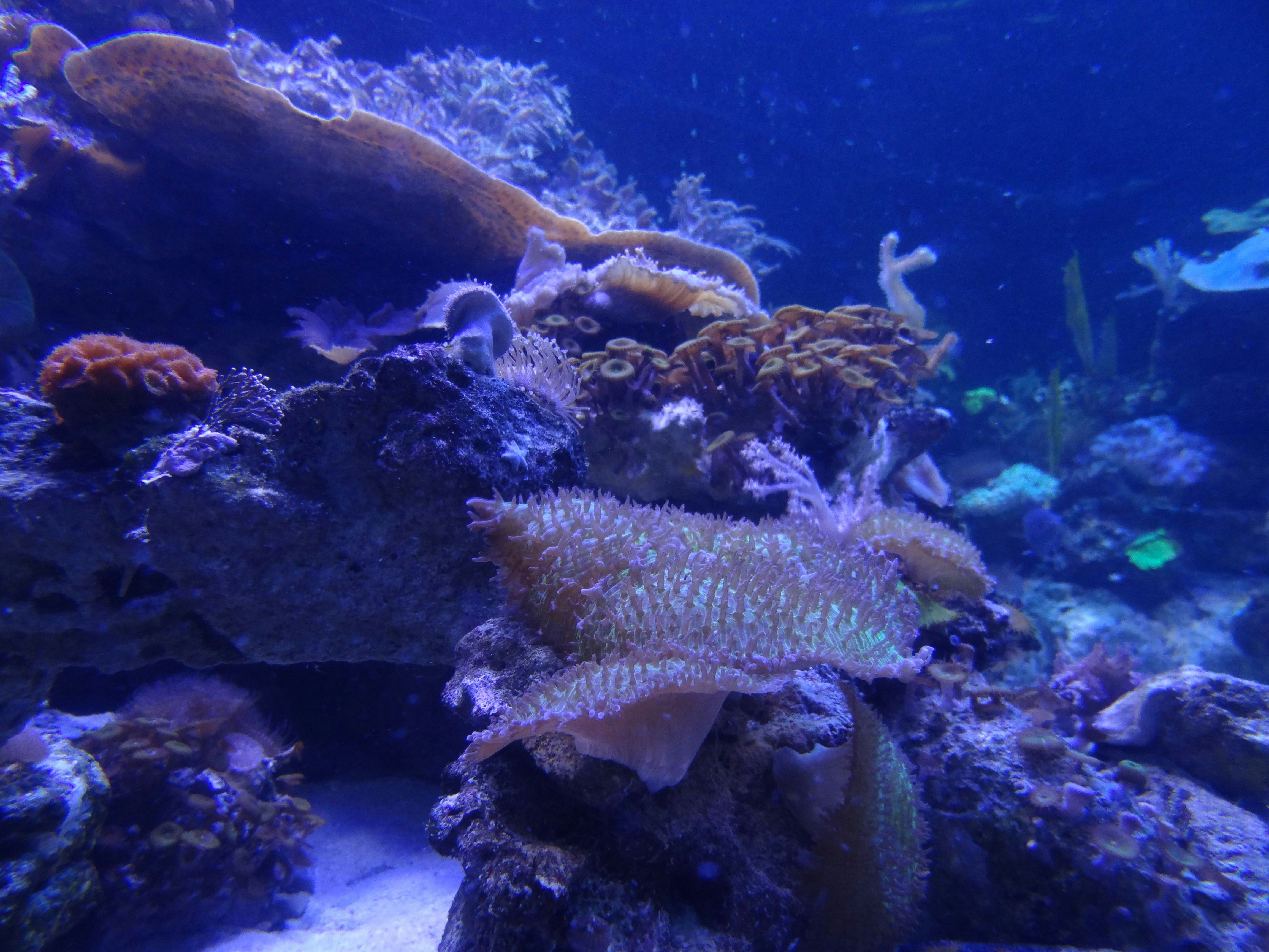Un poisson qui nage dans l’eau photo – Photo Océan Gratuite sur Unsplash