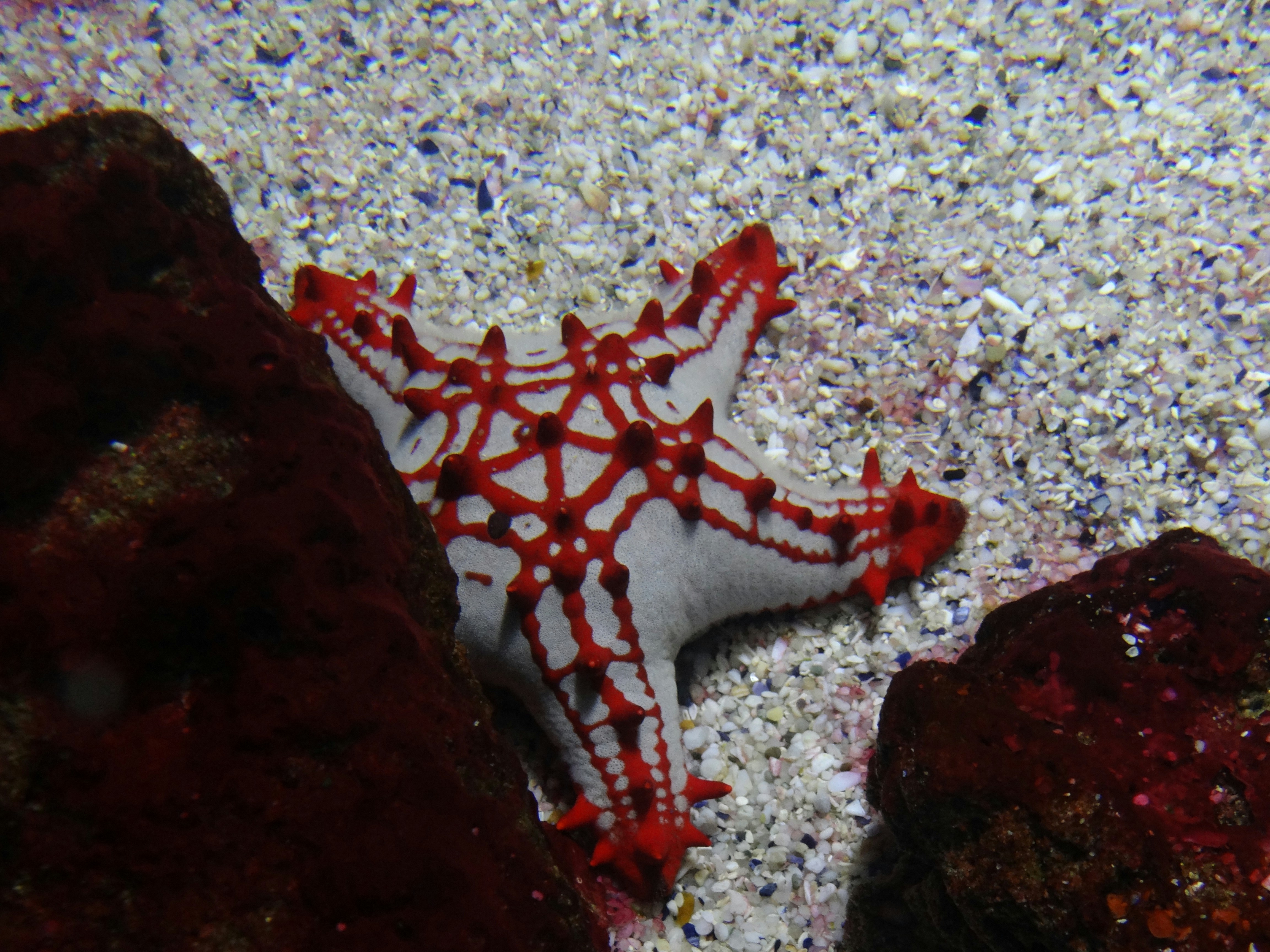 Crimson starfish with a white lattice pattern rests on a grainy sand seabed between dark rocks. The bold red geometry contrasts with pale grains, highlighting texture and form.