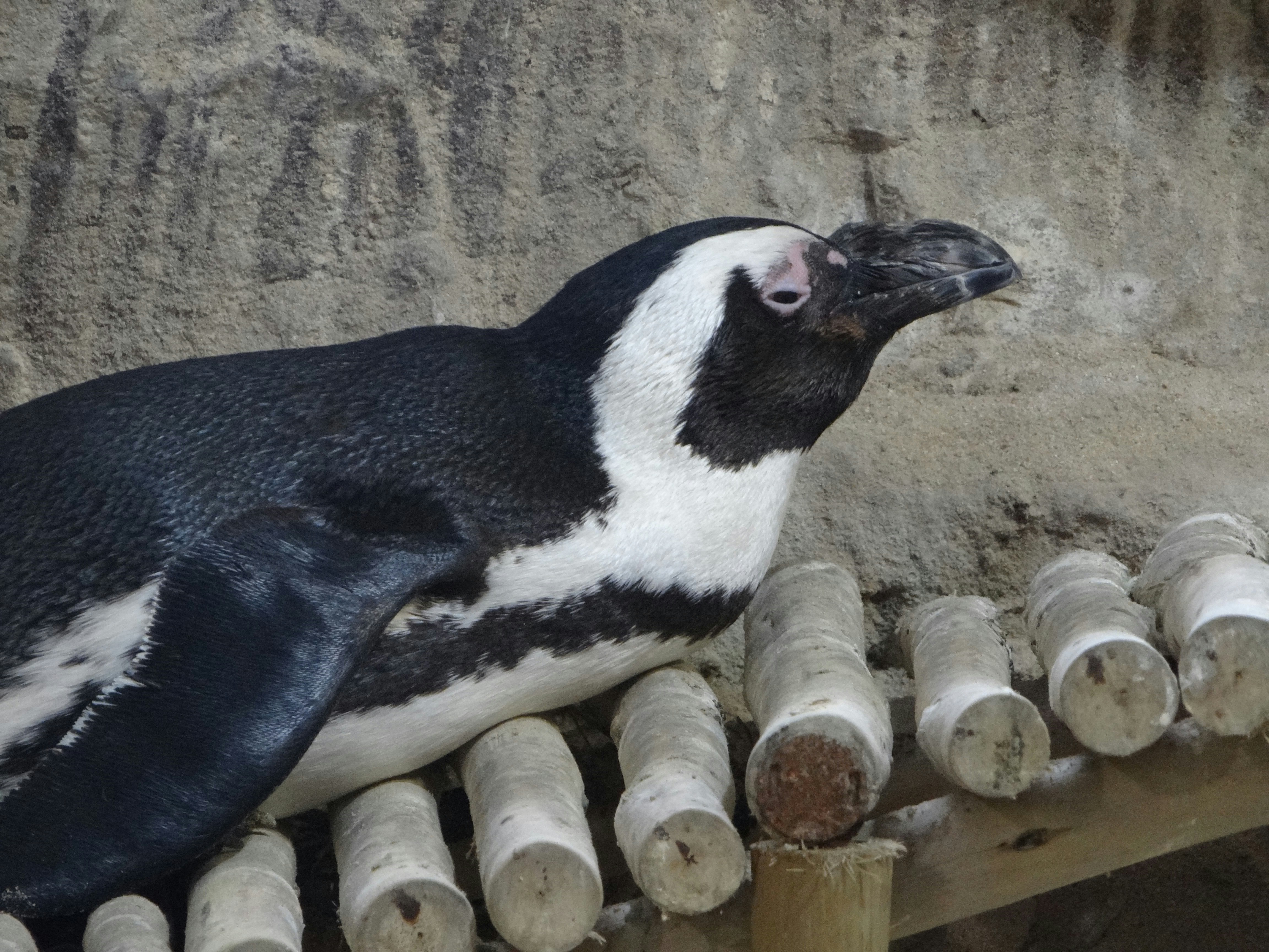 A relaxed African penguin perched on a wooden platform, showcasing its distinctive black and white plumage against a textured background.