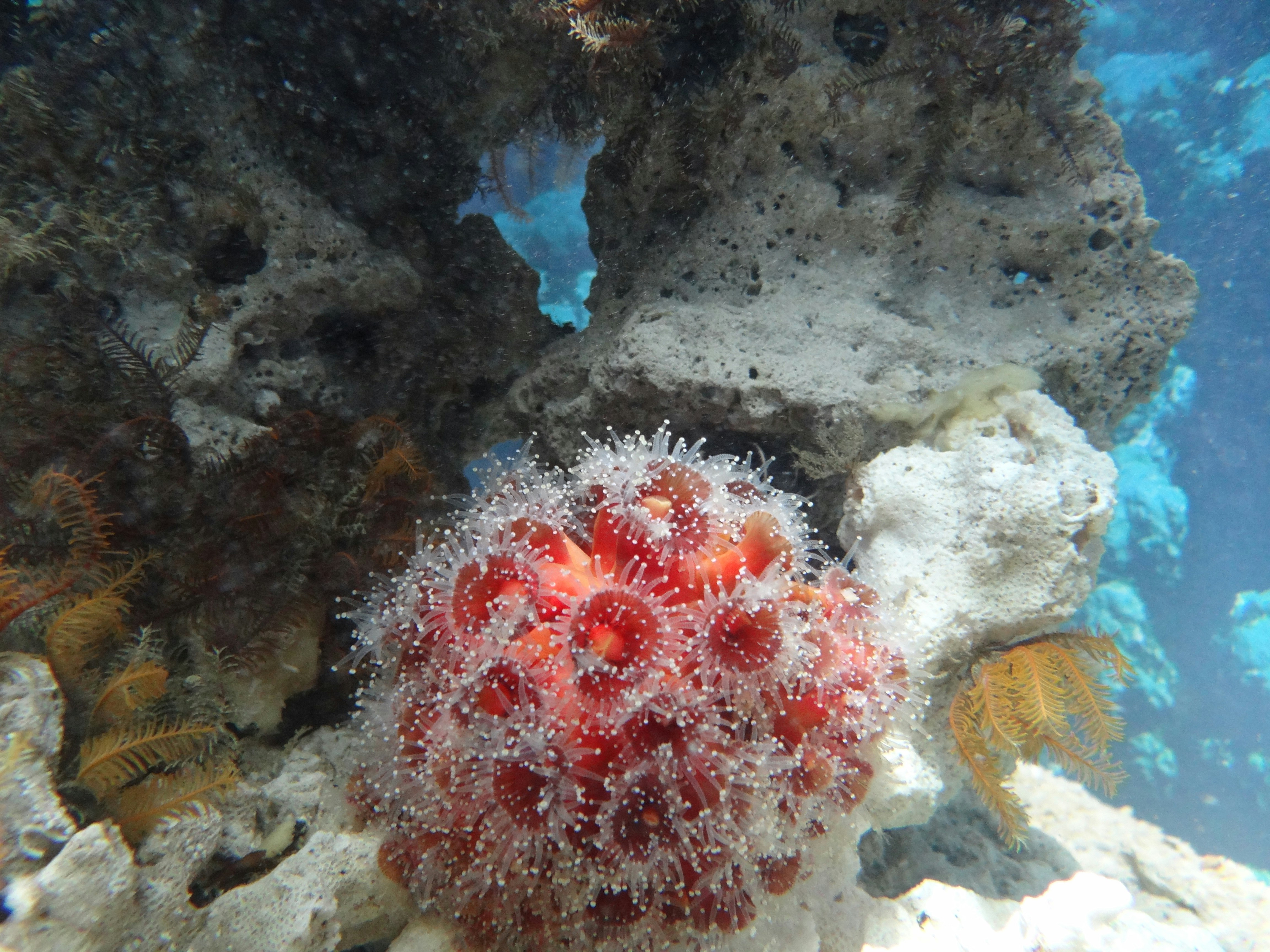 Colorful coral formation surrounded by underwater textures and marine life, set against a backdrop of blue ocean depths.