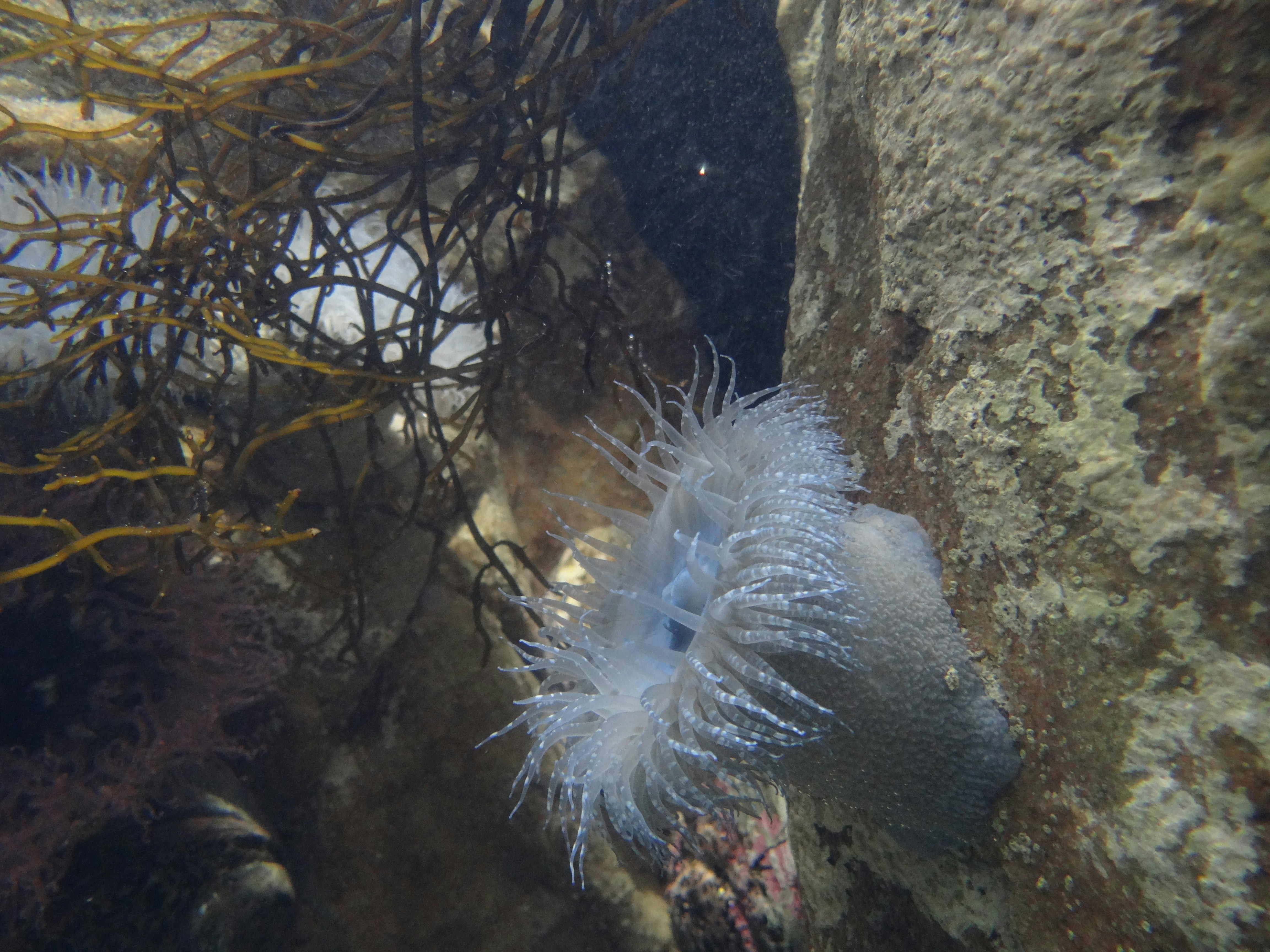 A vibrant sea anemone clings to a rocky surface, surrounded by delicate underwater foliage. The scene captures the serene beauty of marine life.