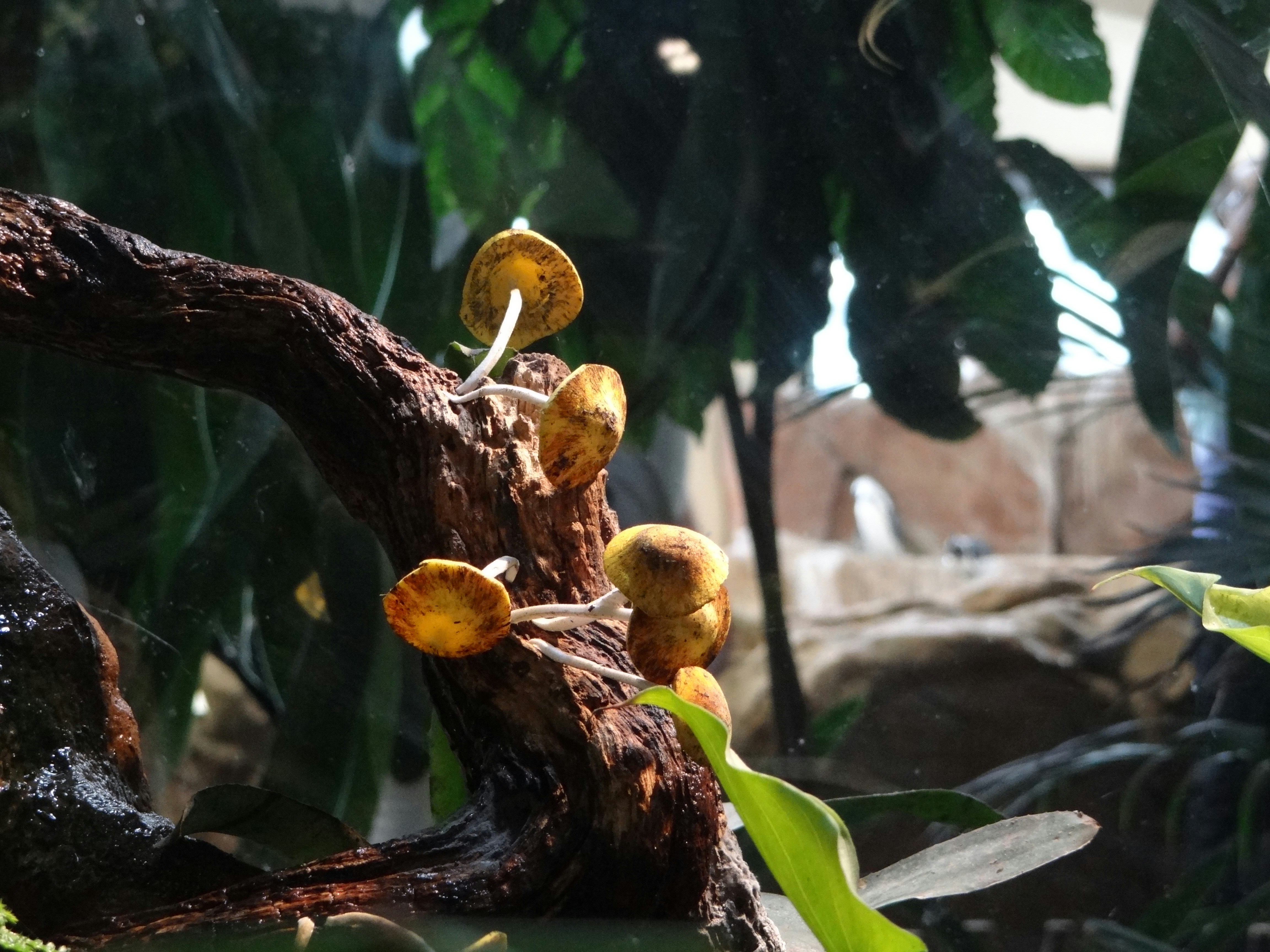 Close-up photograph of a weathered branch with small yellow mushrooms sprouting, set against blurred green foliage.