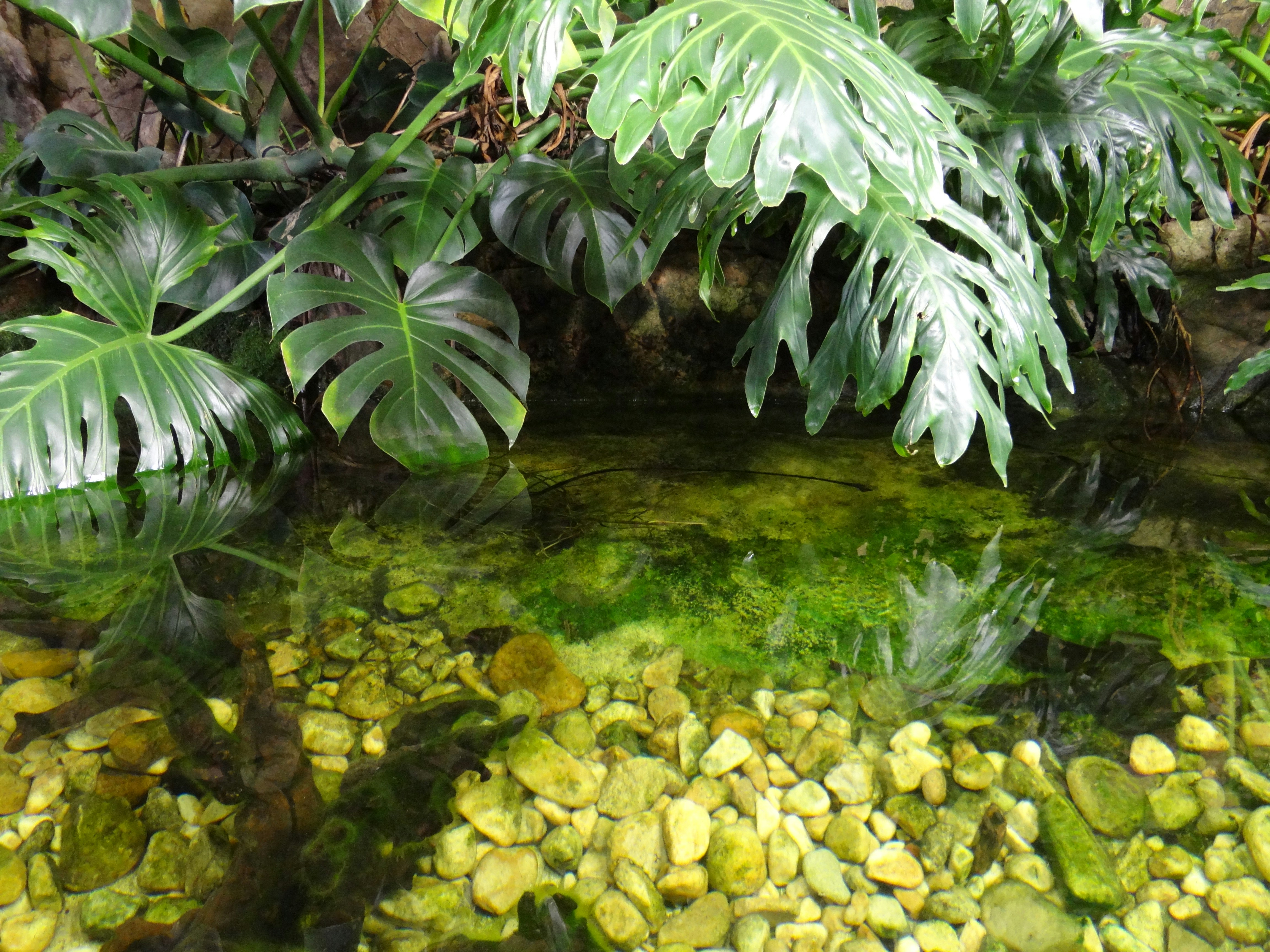 Lush green leaves from tropical plants reflect in a clear water stream with visible pebbles.